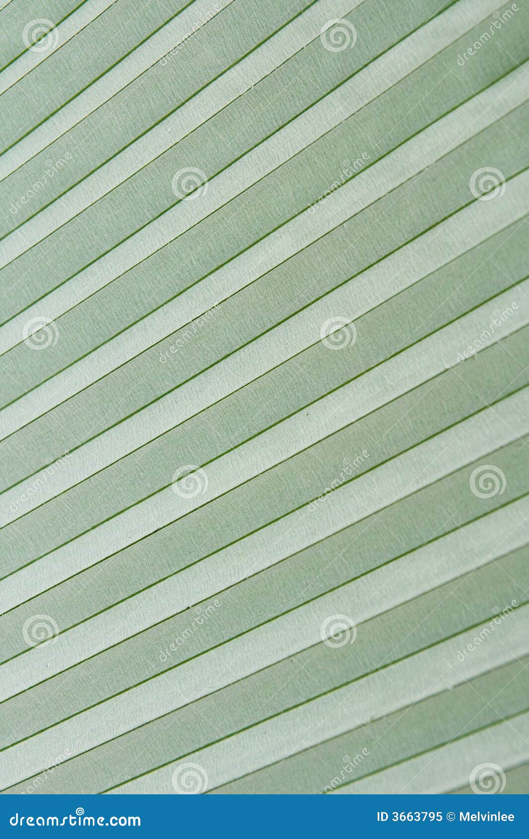 Leave texture stock image. Image of peel, green, color - 3663795