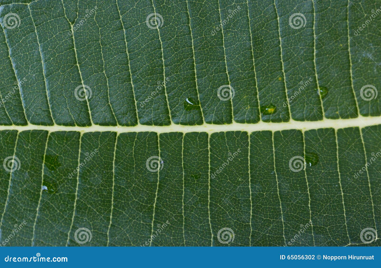 Leave texture stock photo. Image of ground, pattern, skin - 65056302