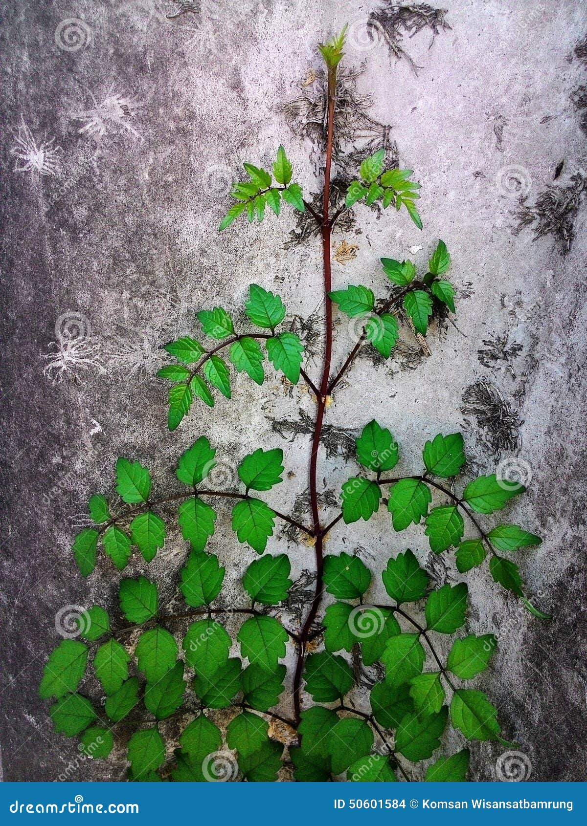 Leave Tree Art On The Wall And Texture Stock Photography ...