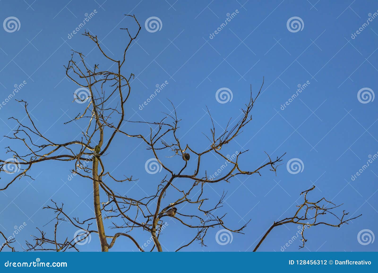 Leave less Tree and Birds stock photo. Image of trees - 128456312