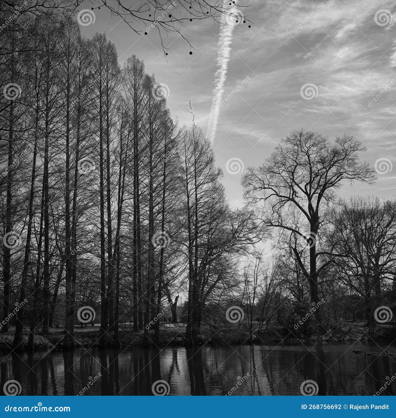 Leave less Tree Branches in Black and White Stock Photo - Image of ...