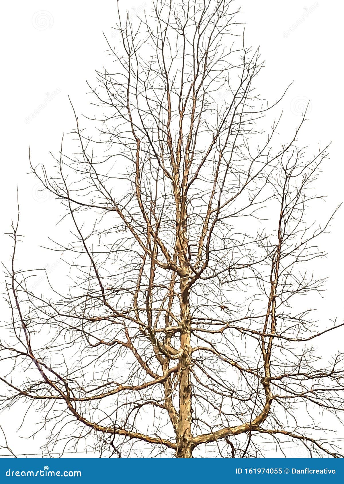 Leave less Tree Isolated Photo Stock Image - Image of trees, branches ...