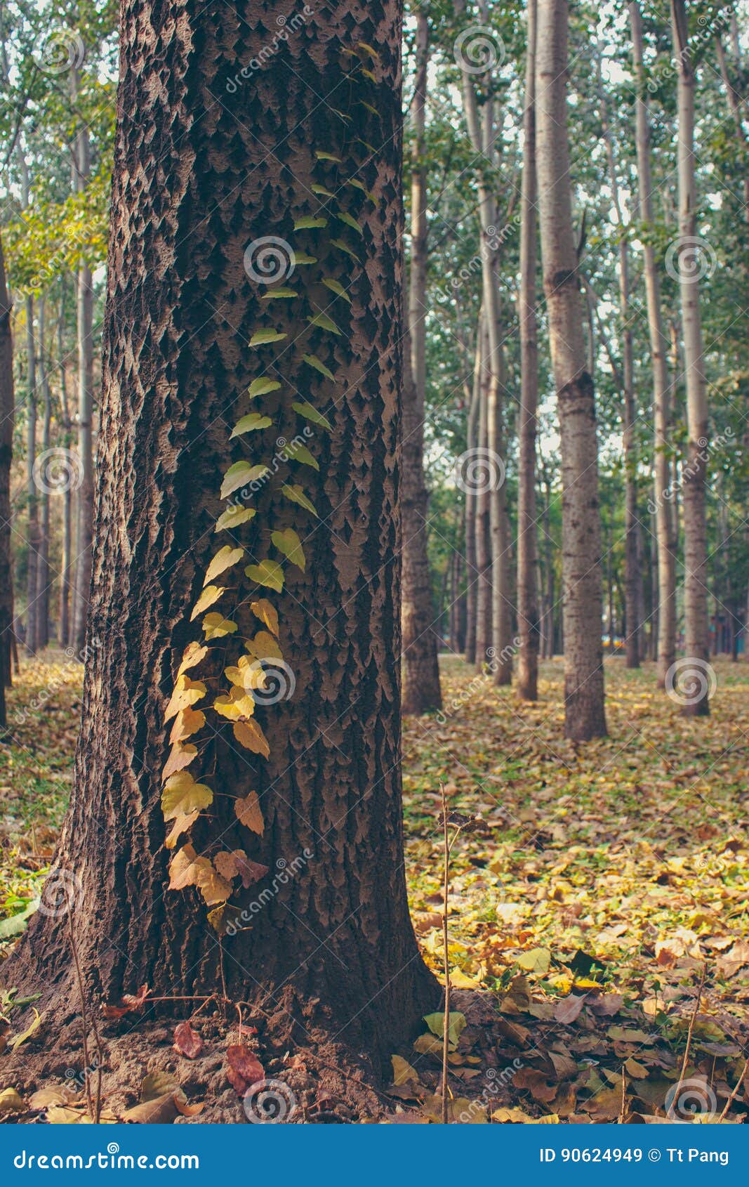 Leave on Tree Trunk in Forest Stock Image - Image of leave, park: 90624949