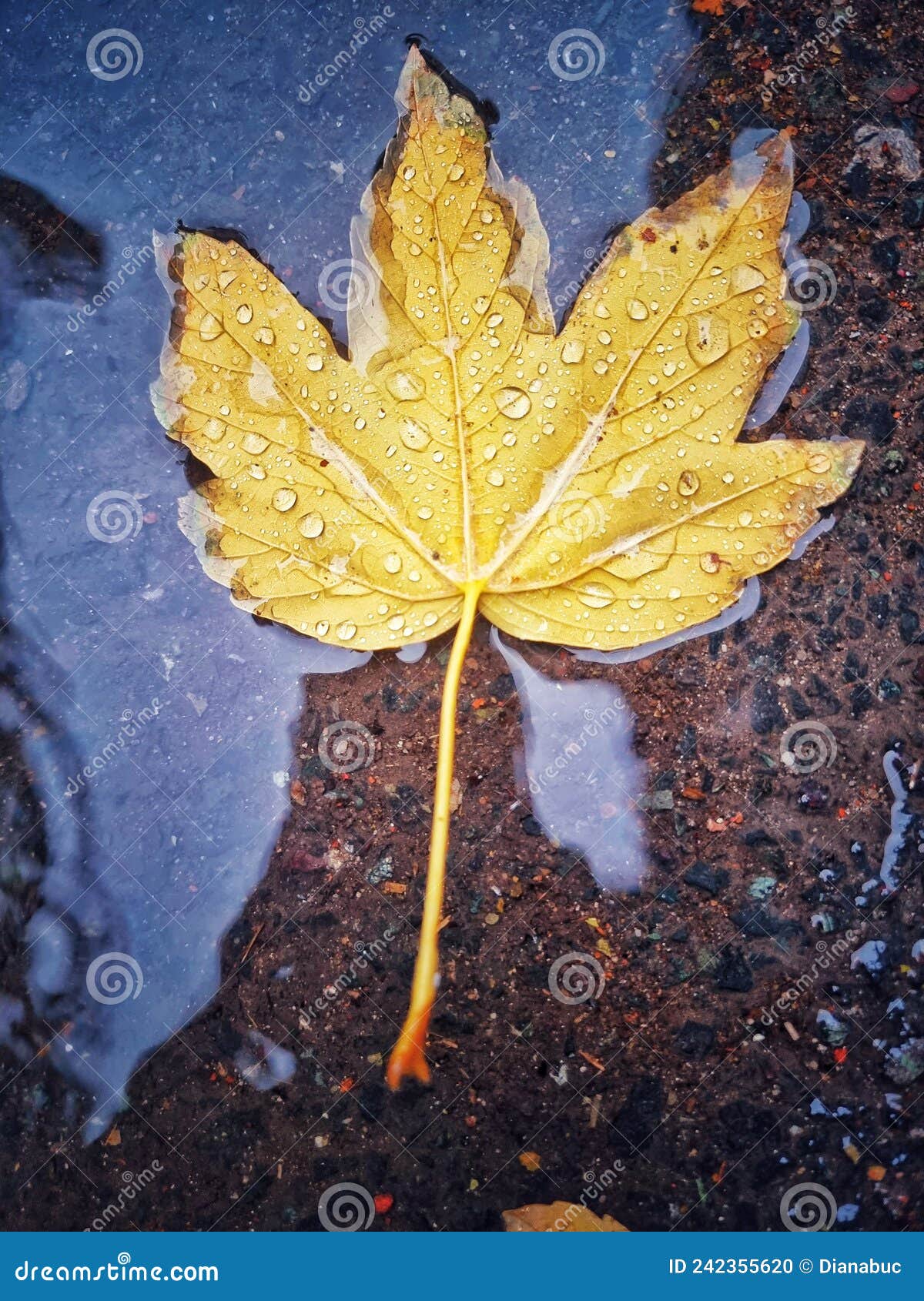 Leave Drop Background, Green Leaf Royalty-Free Stock Image ...