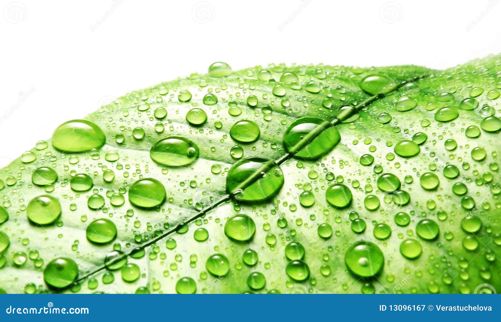 Leave and Water Drops Detail Isolated Stock Image - Image of color ... Leave and Water Drops Detail Isolated Stock Image - Image of color ...