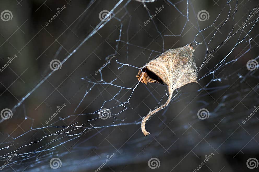 Leave and web stock image. Image of fragility, decadence - 705819