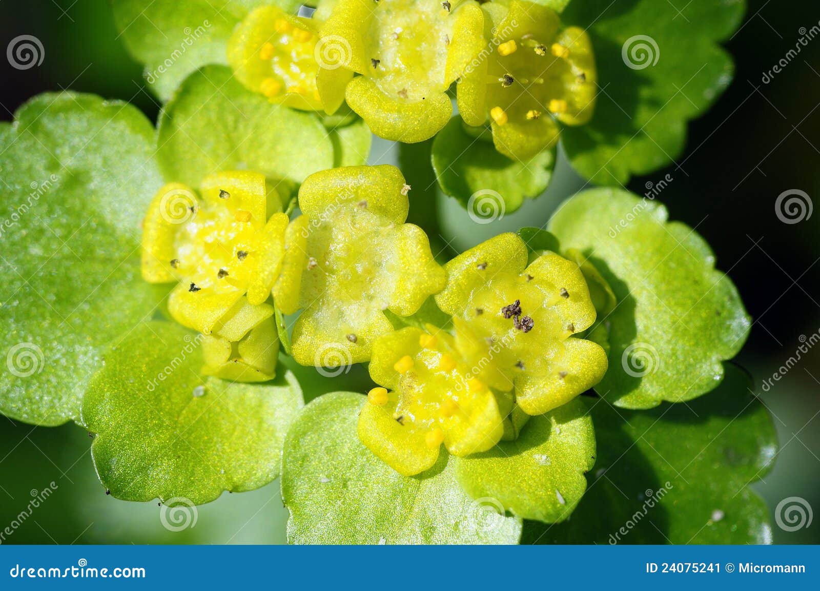 Leaved golden saxifrage stock image. Image of saxifrage - 24075241
