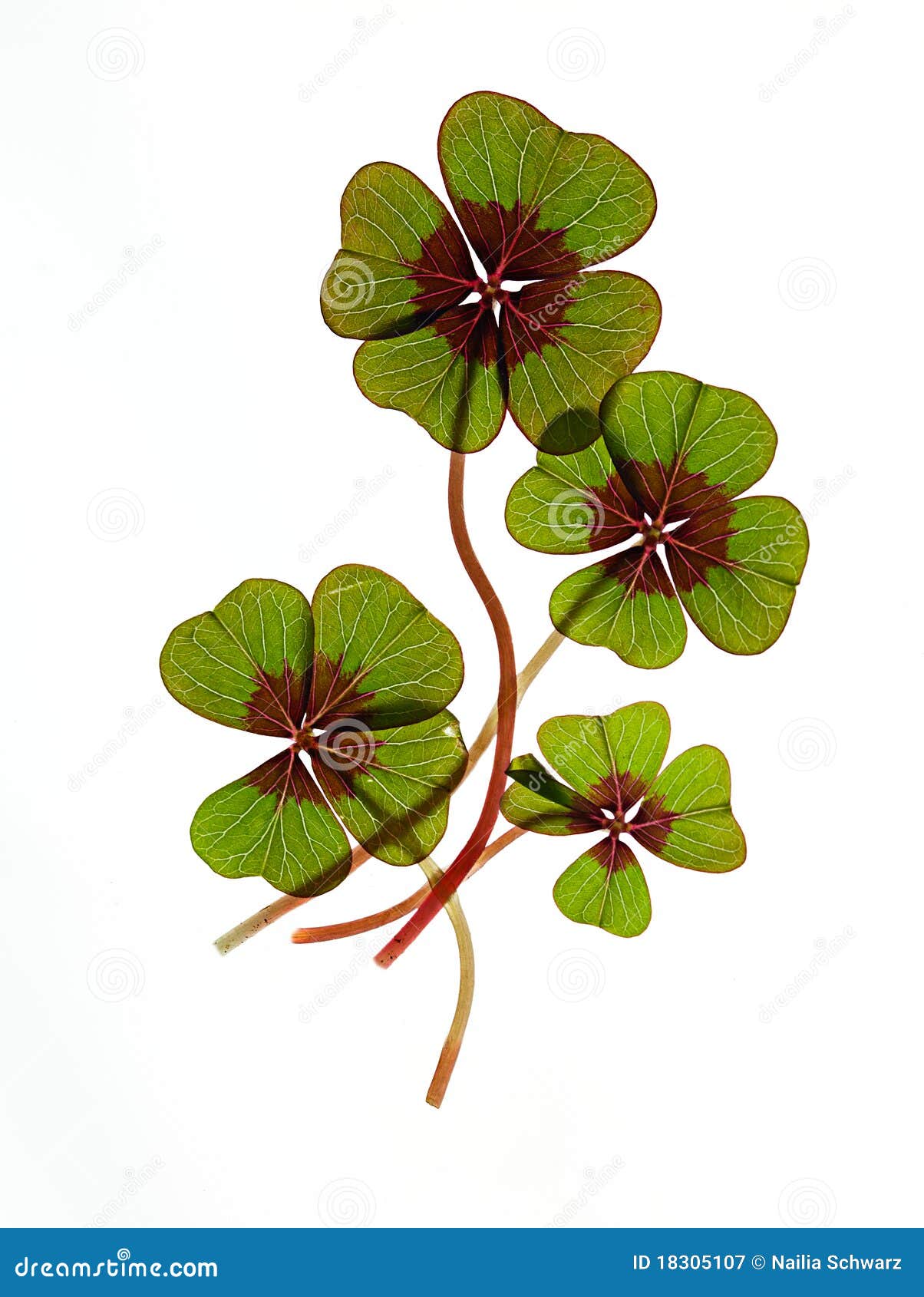 Leaved Klaver vier stock afbeelding. Image of iers, installatie - 18305107