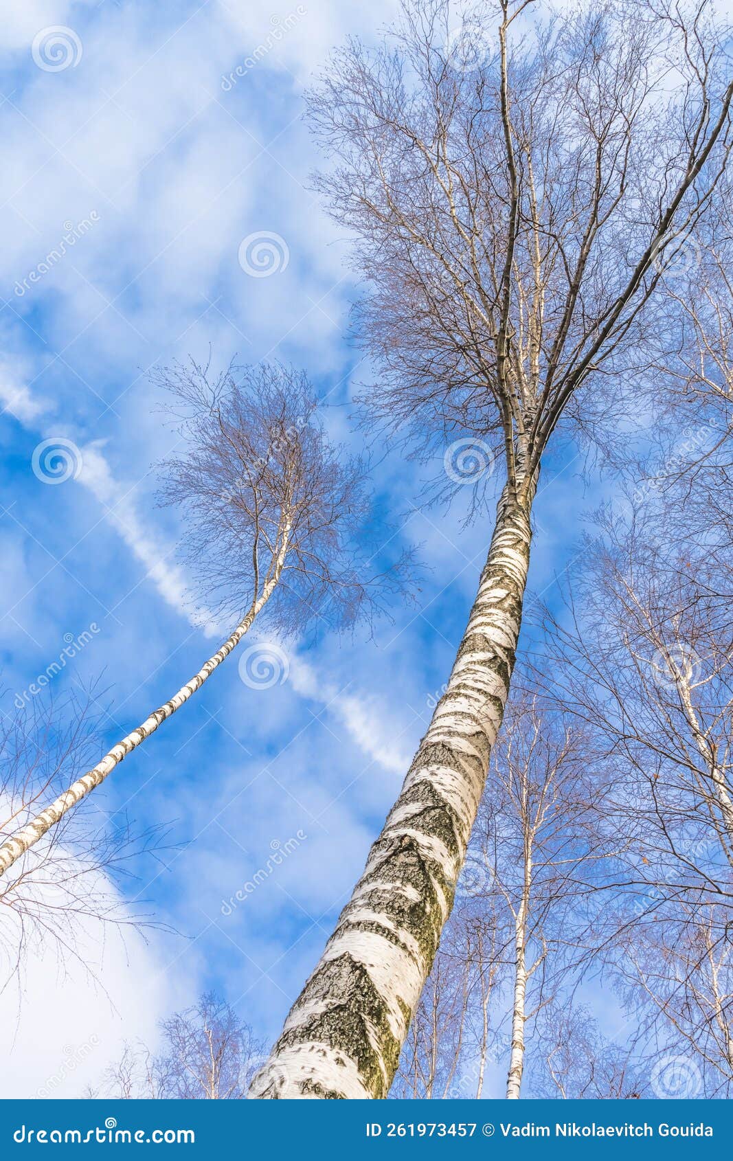 Leaveless Birch Trees Vertical Pview Stock Image - Image of nature ...