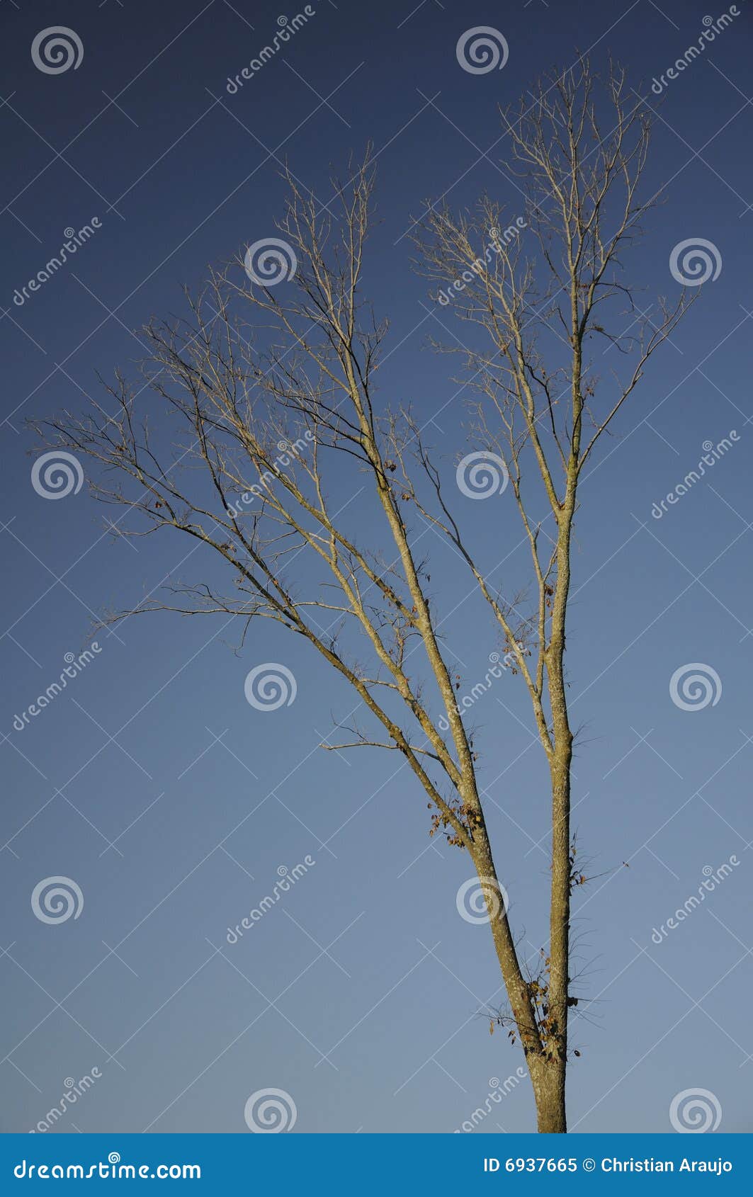 Leaveless Tree stock image. Image of park, leaves, outdoor - 6937665