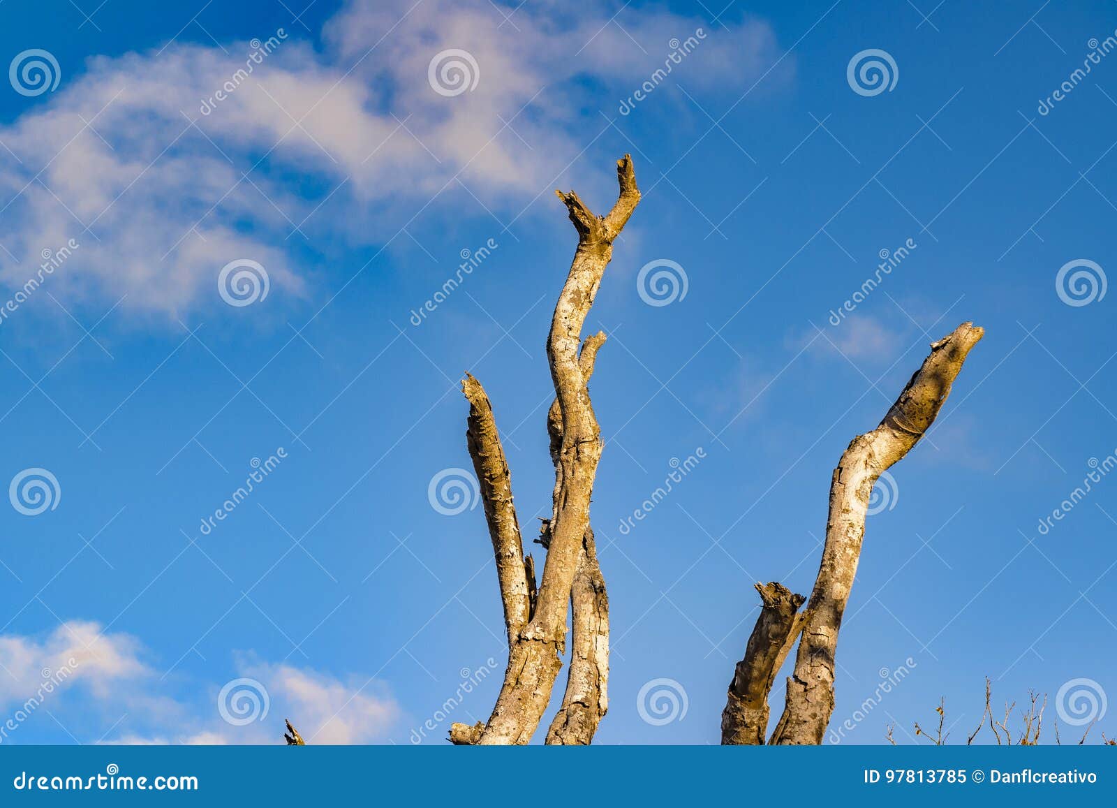 Leaveless Tree Against Blue Sky Stock Image - Image of view, blue: 97813785