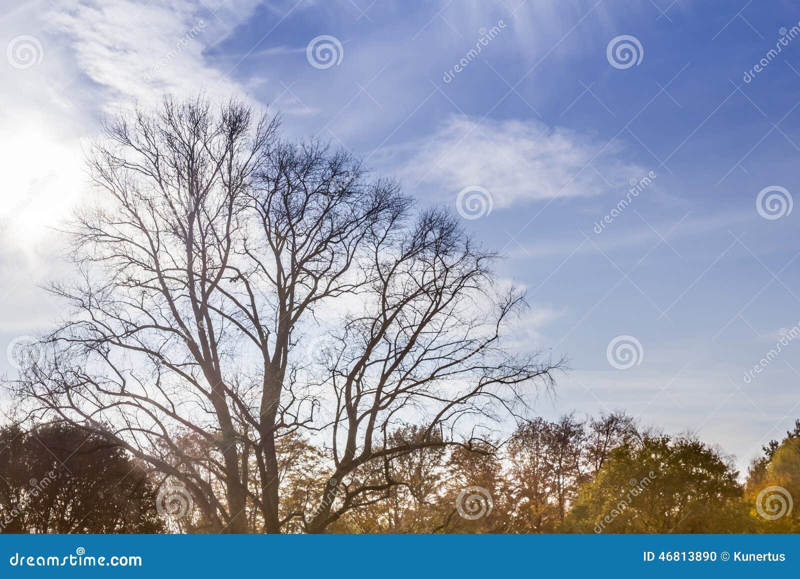 Leaveless tree stock photo. Image of leaf, season, wood - 46813890