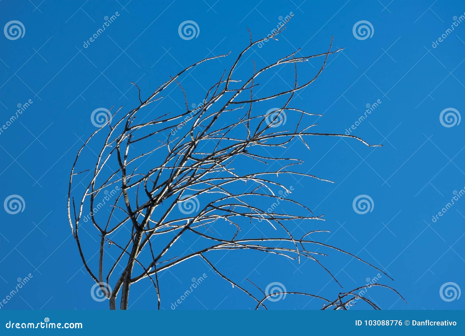 Leaveless Tree Branch Isolated On White Stock Photo | CartoonDealer.com ...