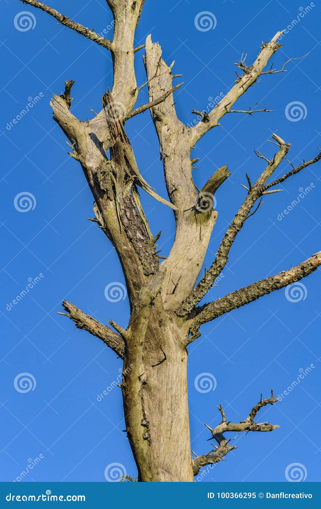 Leaveless Tree at Blue Sky stock image. Image of angle - 100366295