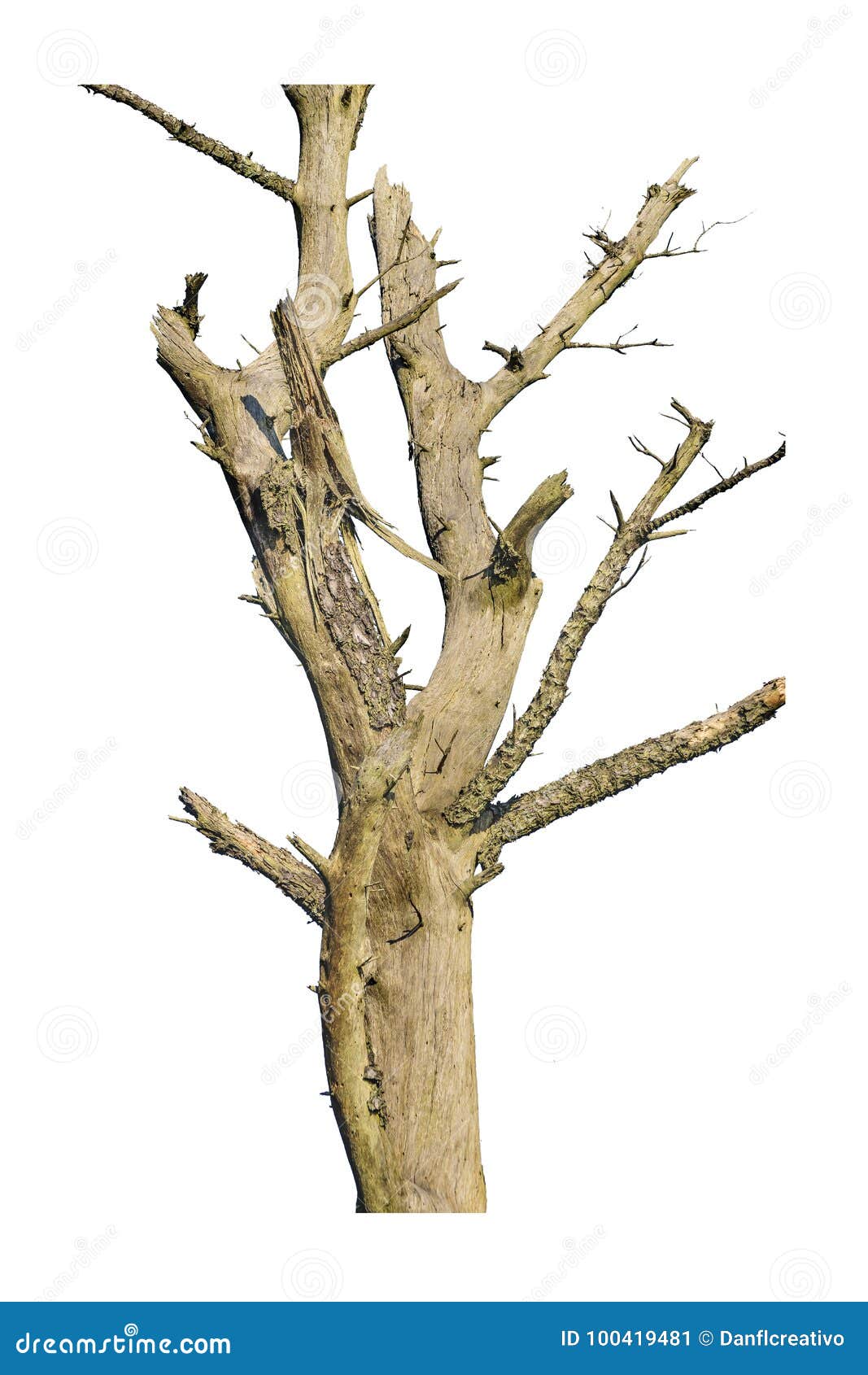 Leaveless Tree Isolated on White Background Stock Image - Image of ...