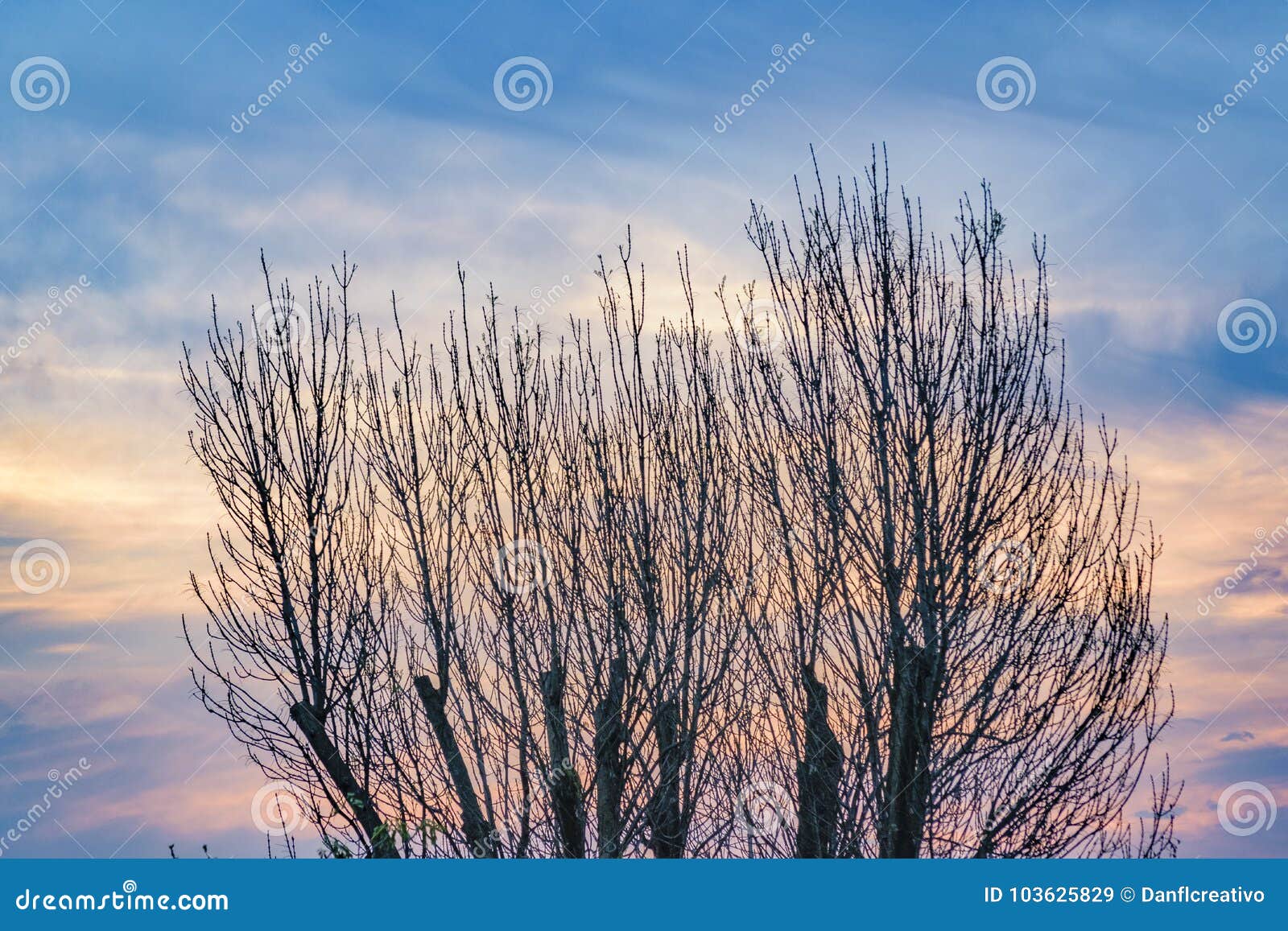 Leaveless Tree Sunset Stock Photos - Free & Royalty-Free Stock Photos ...