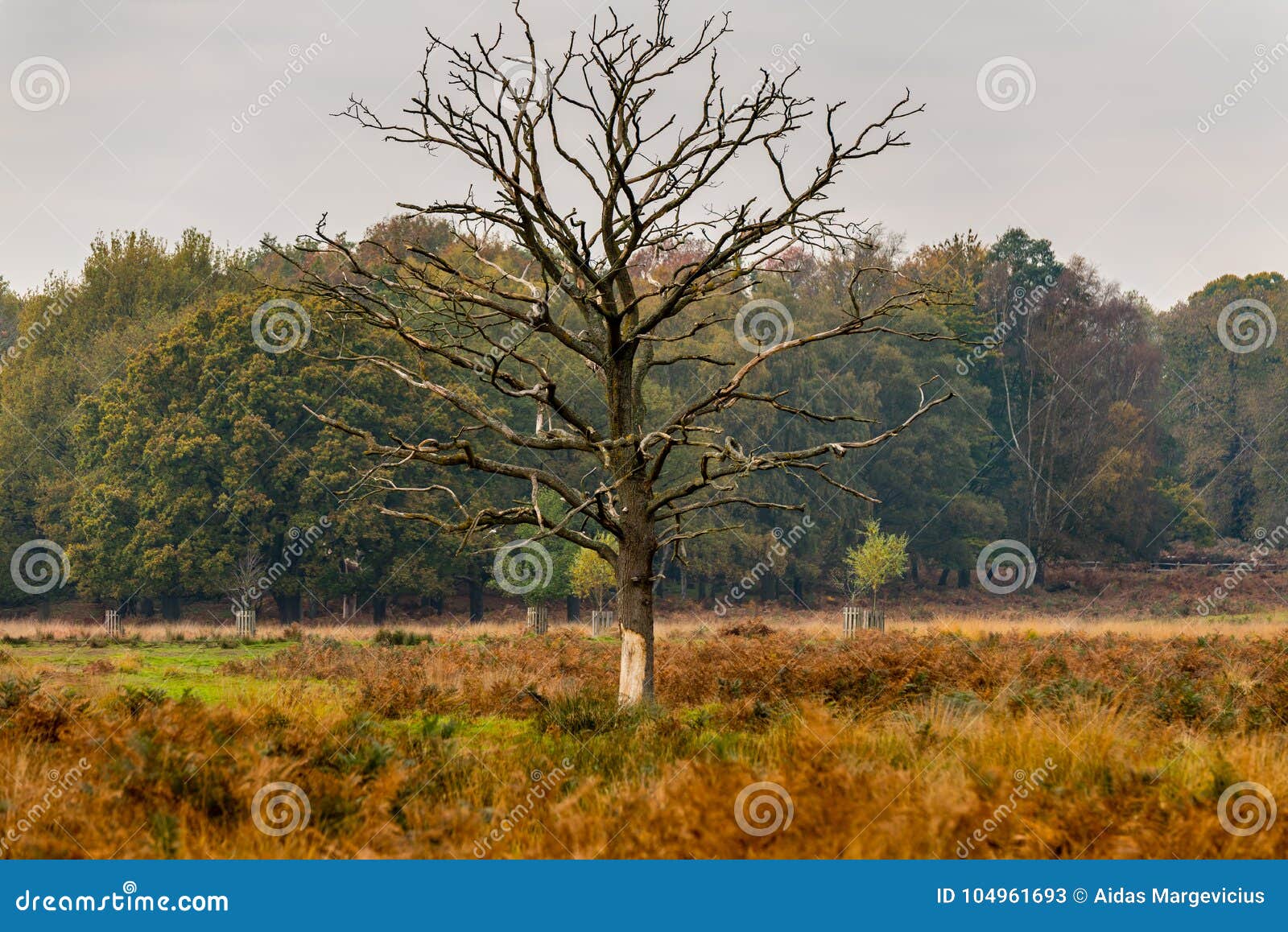 Beautiful Leaveless Tree In Blue Sky Background Hd Stock Photography ...