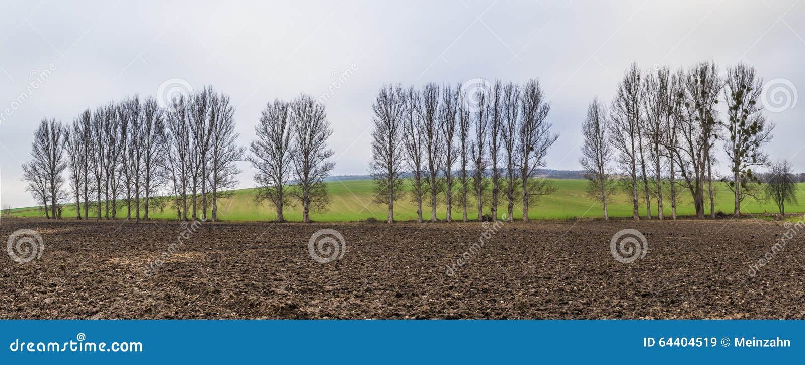 148 Leaveless Trees Stock Photos - Free & Royalty-Free Stock Photos ...