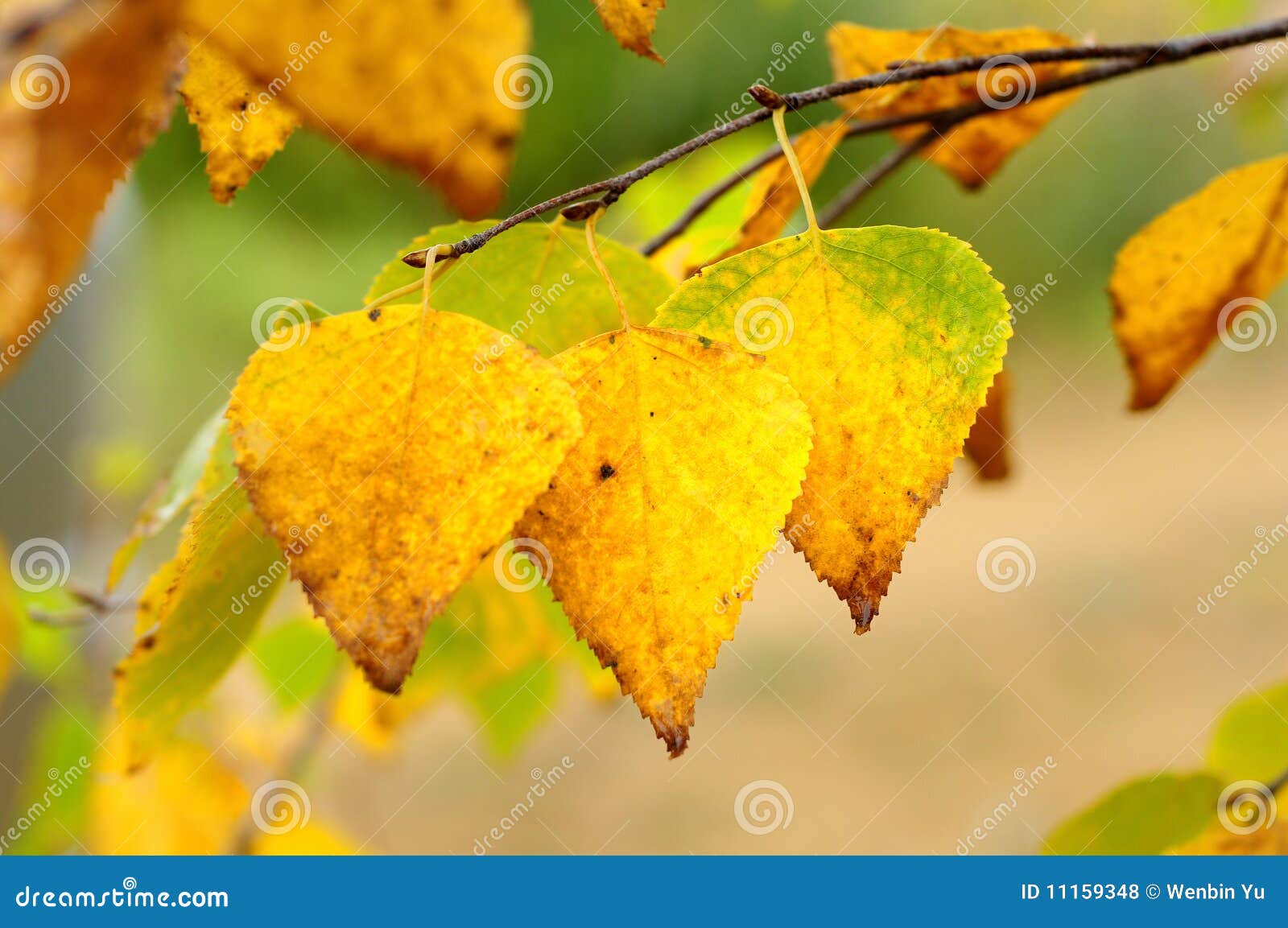 Leaves stock photo. Image of yellow, backlight, golden - 11159348