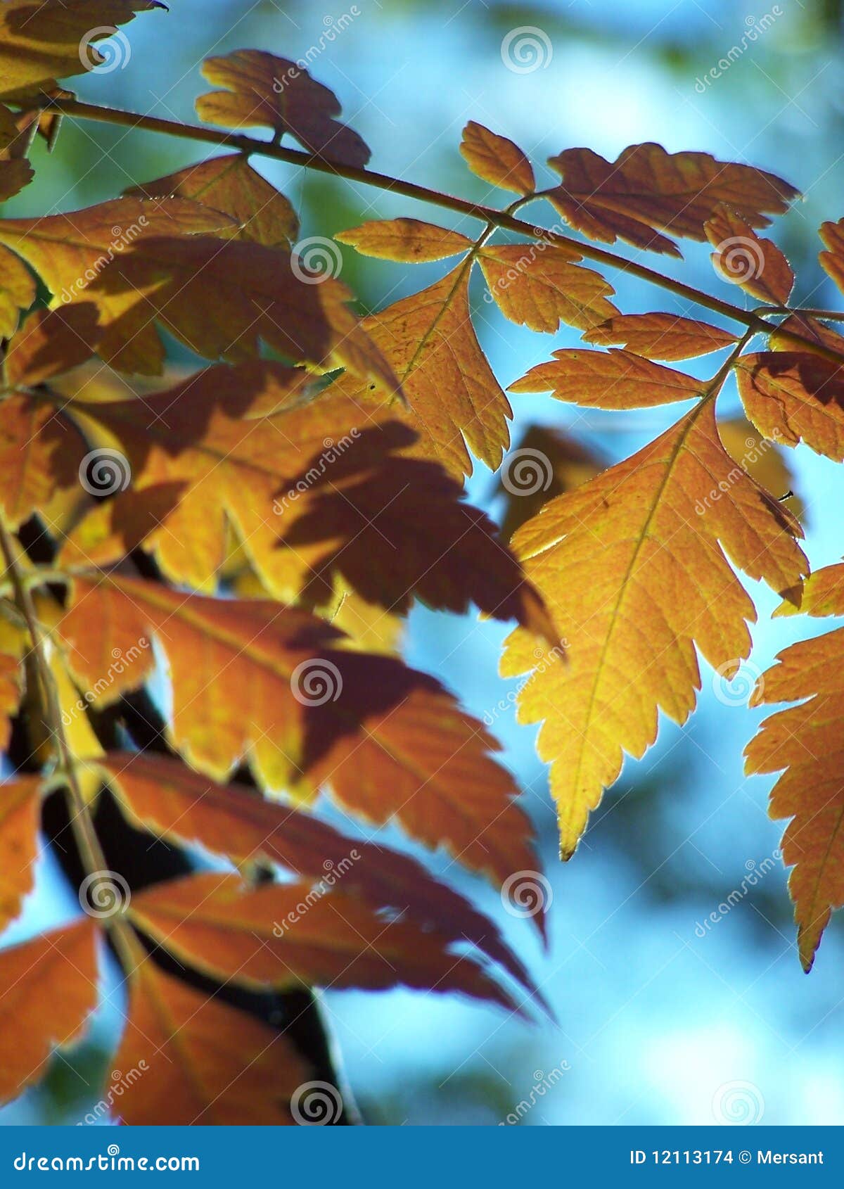 Leaves stock photo. Image of autumn, nature, spring, brown - 12113174
