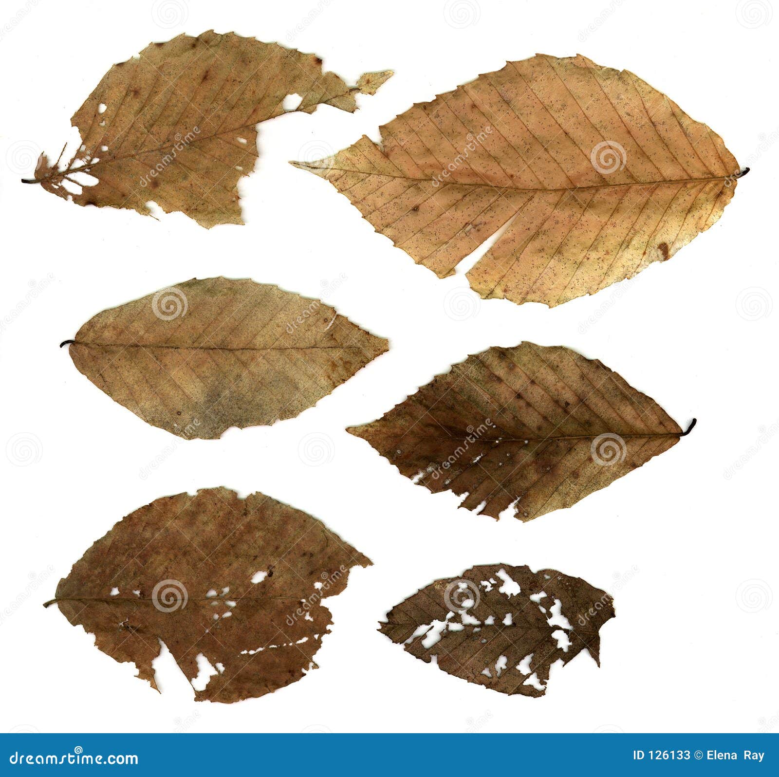 Leaves stock image. Image of form, grunge, decay, loss - 126133