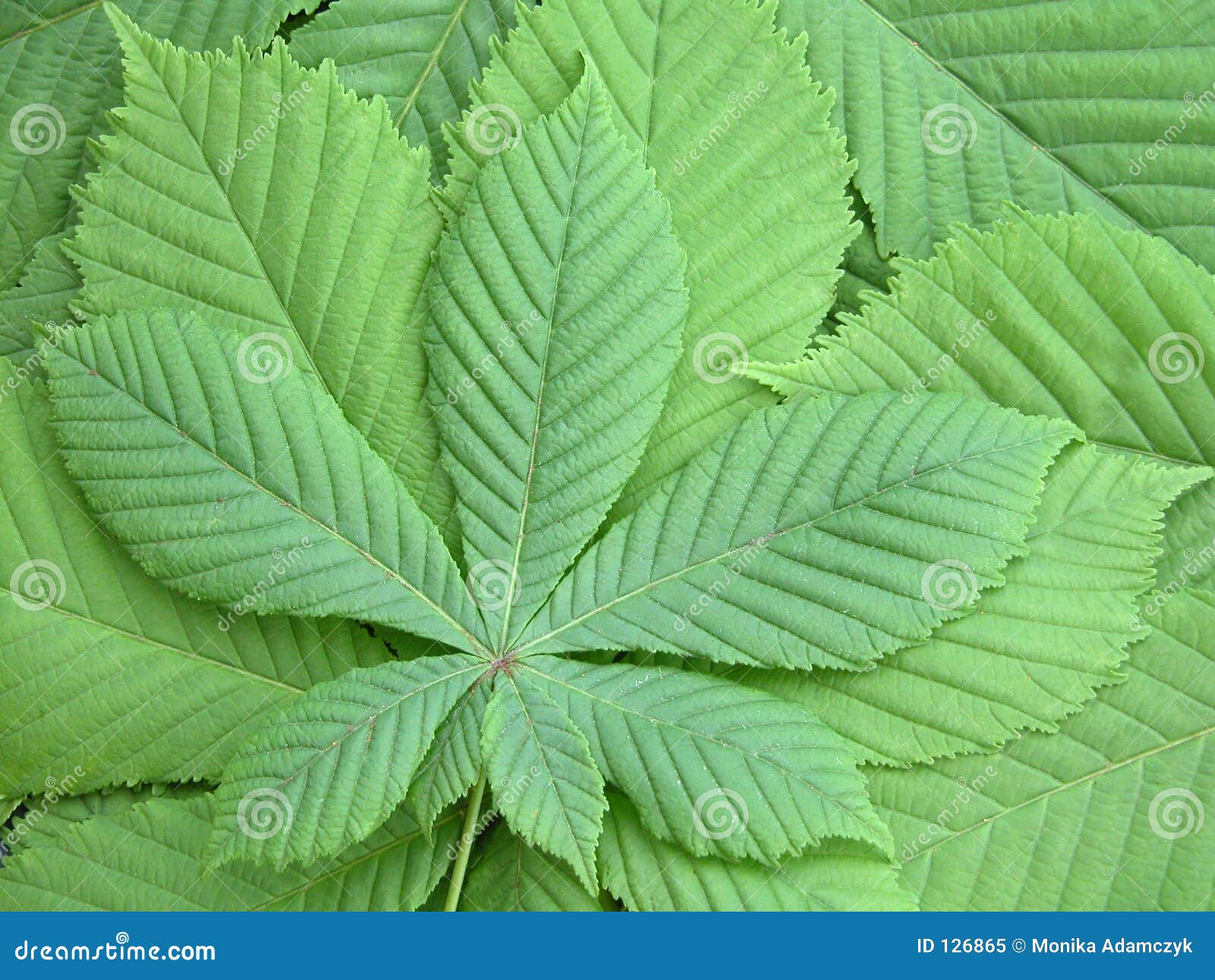 Leaves stock image. Image of plant, leaves, plants, chestnut - 126865