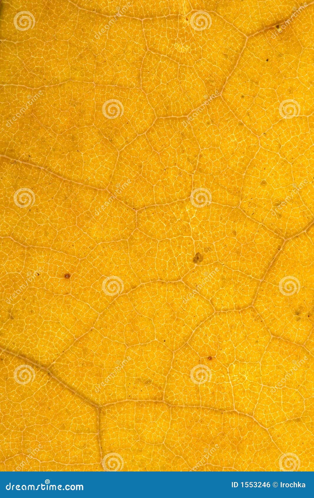 Leaves stock photo. Image of leaves, branch, colours, clipping - 1553246