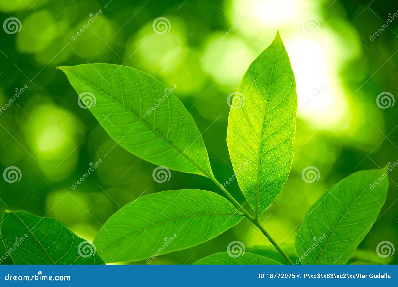 Leaves stock image. Image of closeup, detail, deep, leaf - 18772975