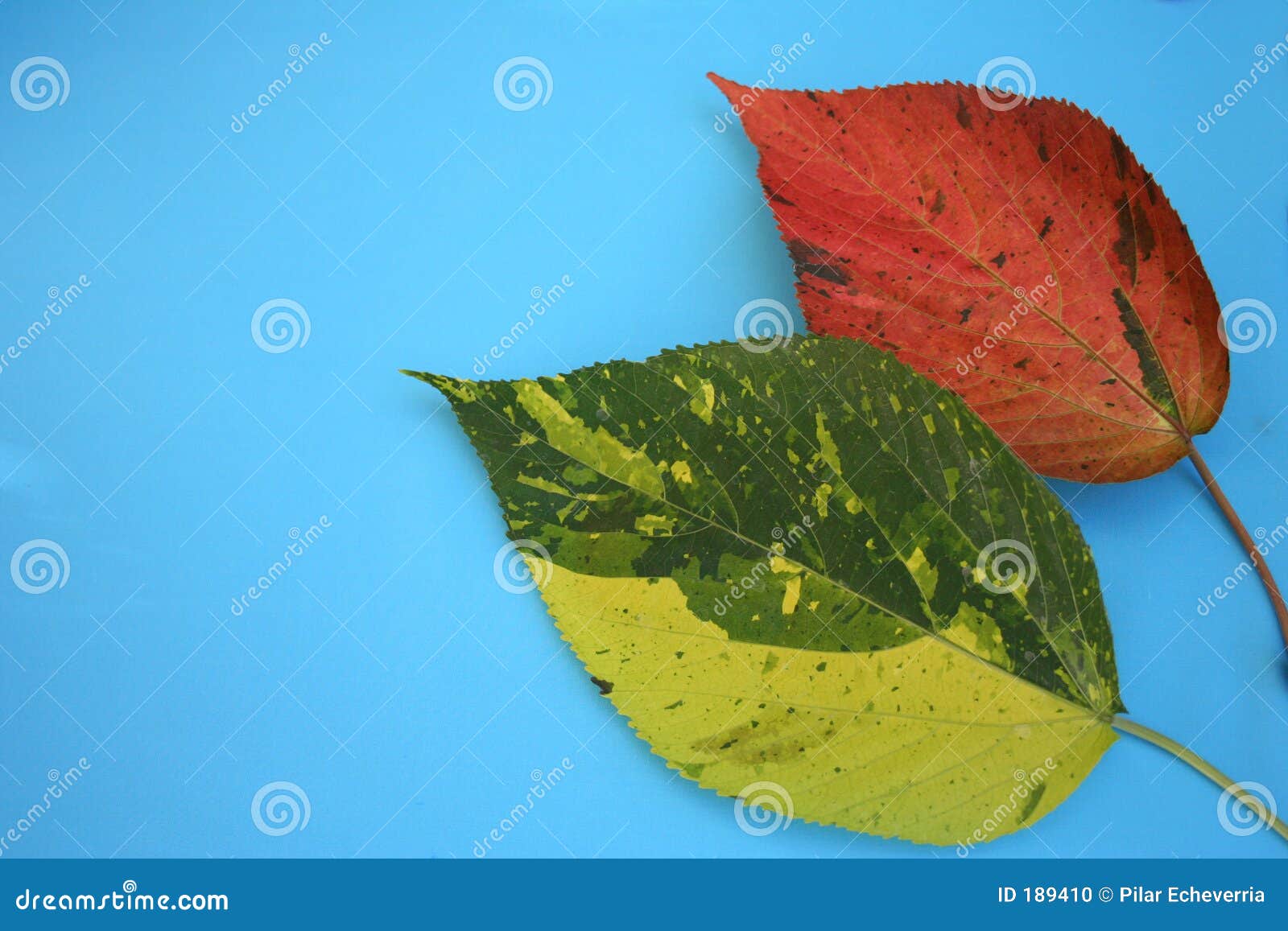 Leaves stock photo. Image of tree, season, nature, multicolor - 189410