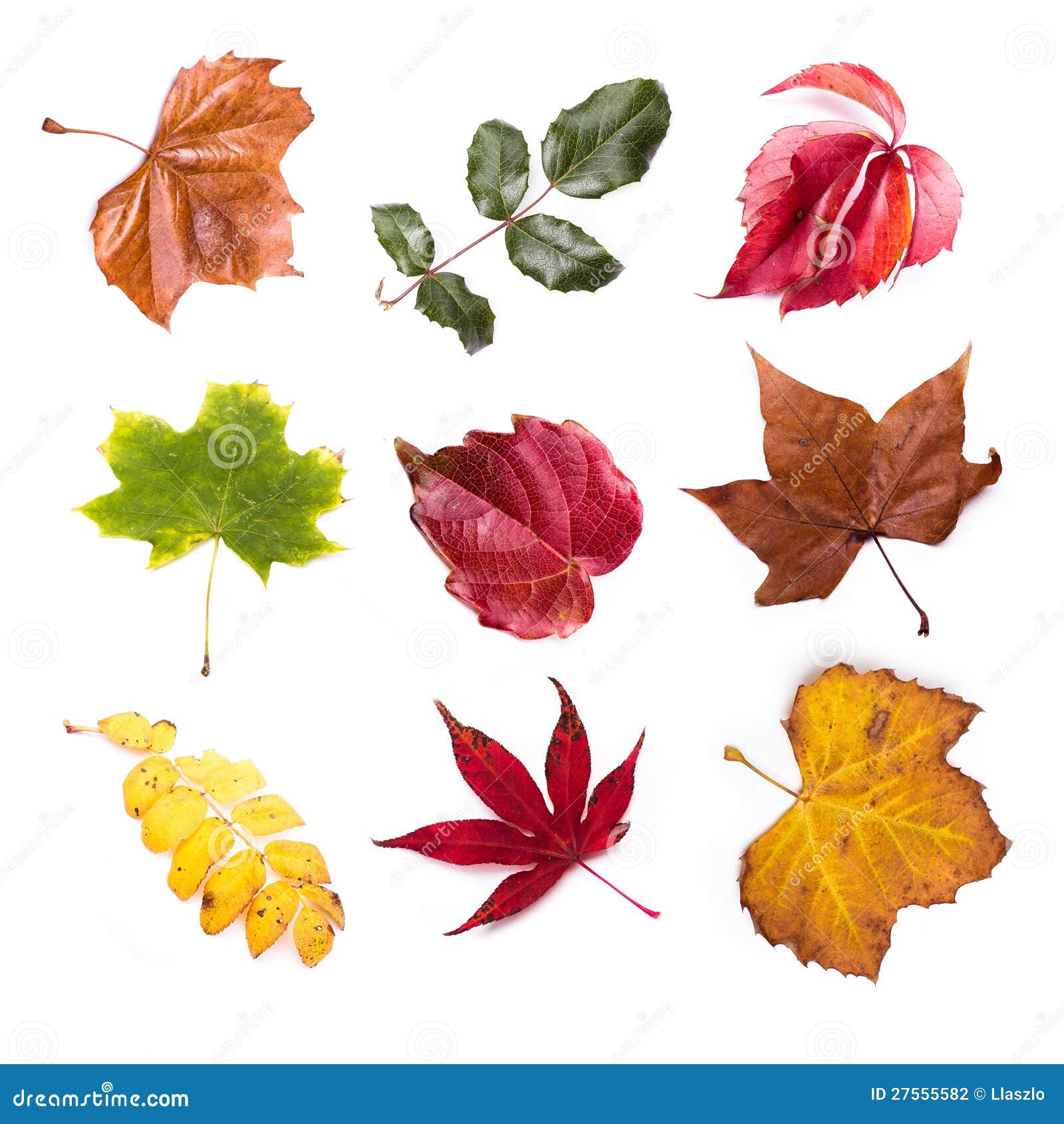 Leaves stock photo. Image of organic, leaf, color, maple - 27555582