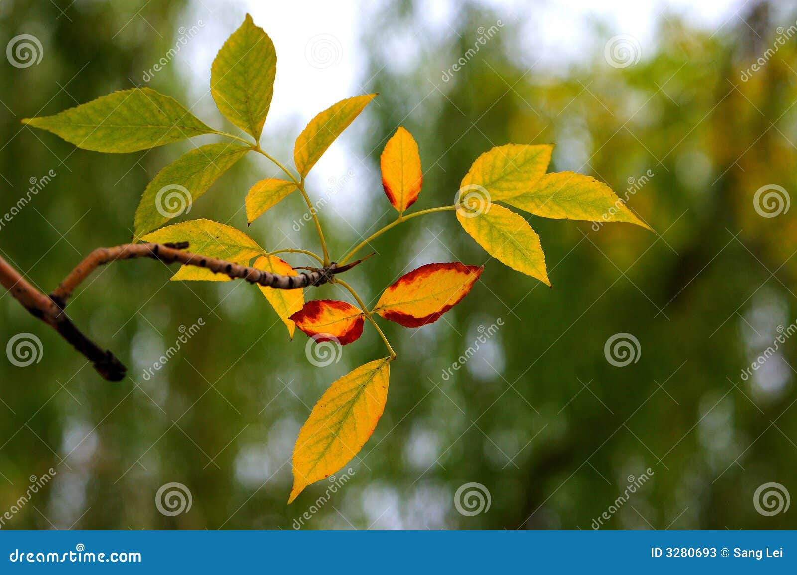 Leaves stock image. Image of beijing, asia, beauty, leaf - 3280693