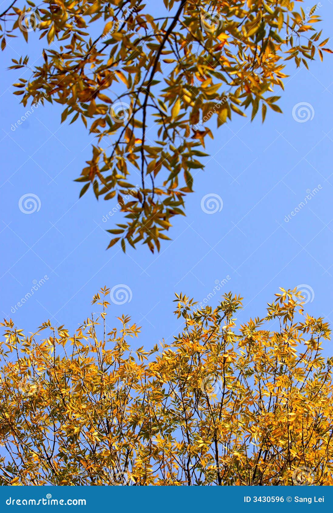 Leaves stock photo. Image of tree, beijing, beautiful - 3430596