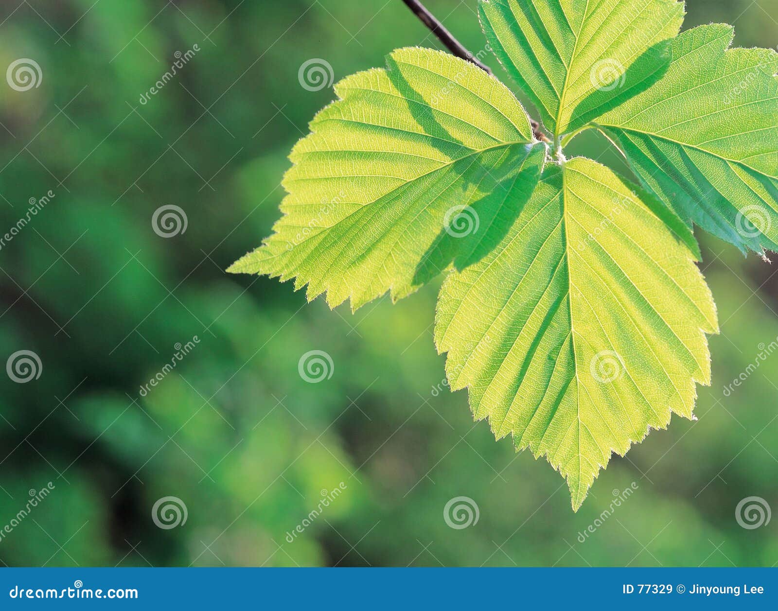 Leaves stock image. Image of tranquil, daytime, outdoors - 77329