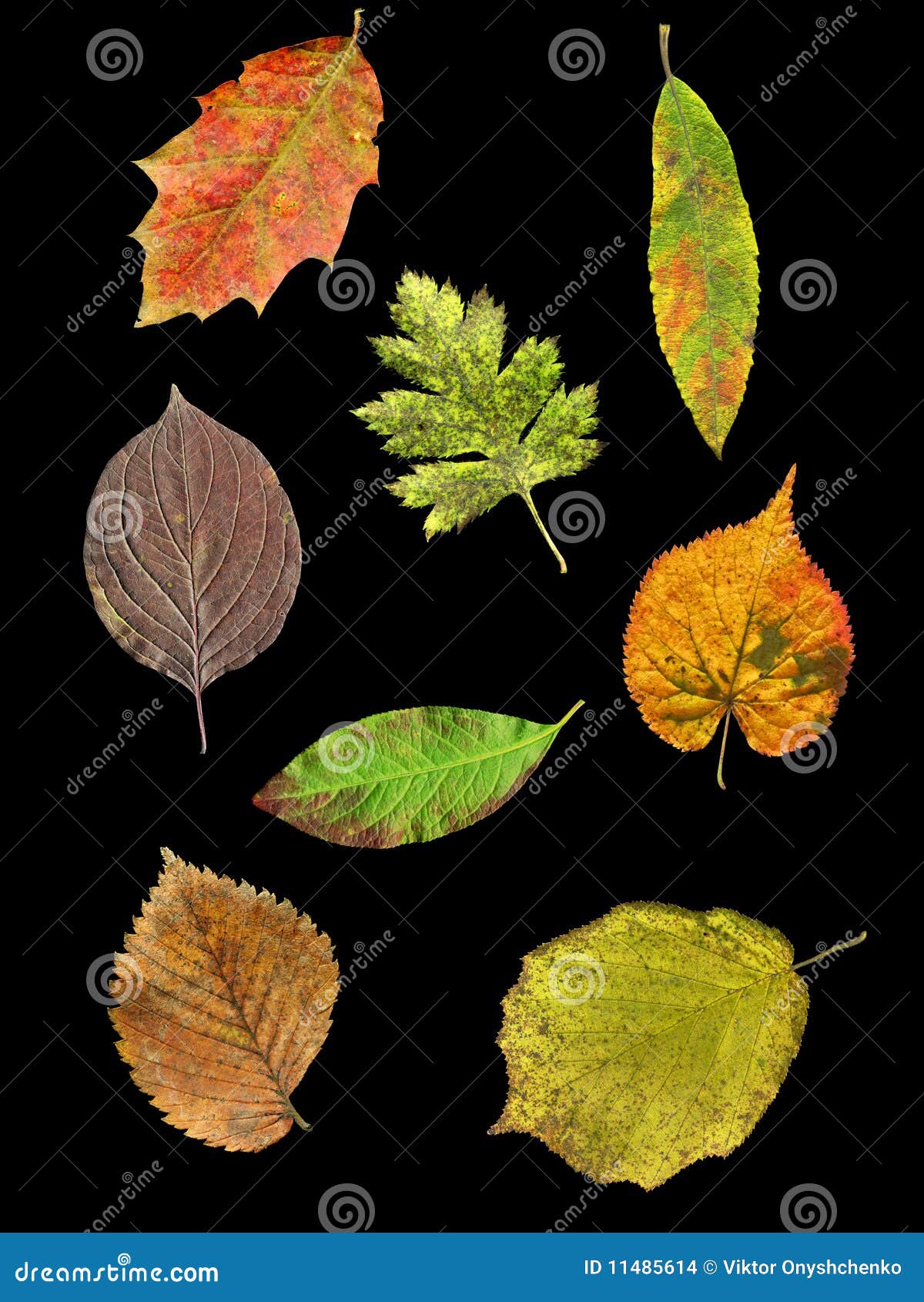 Leaves of 8 Species in Autumn Stock Photo - Image of leaf, tree: 11485614