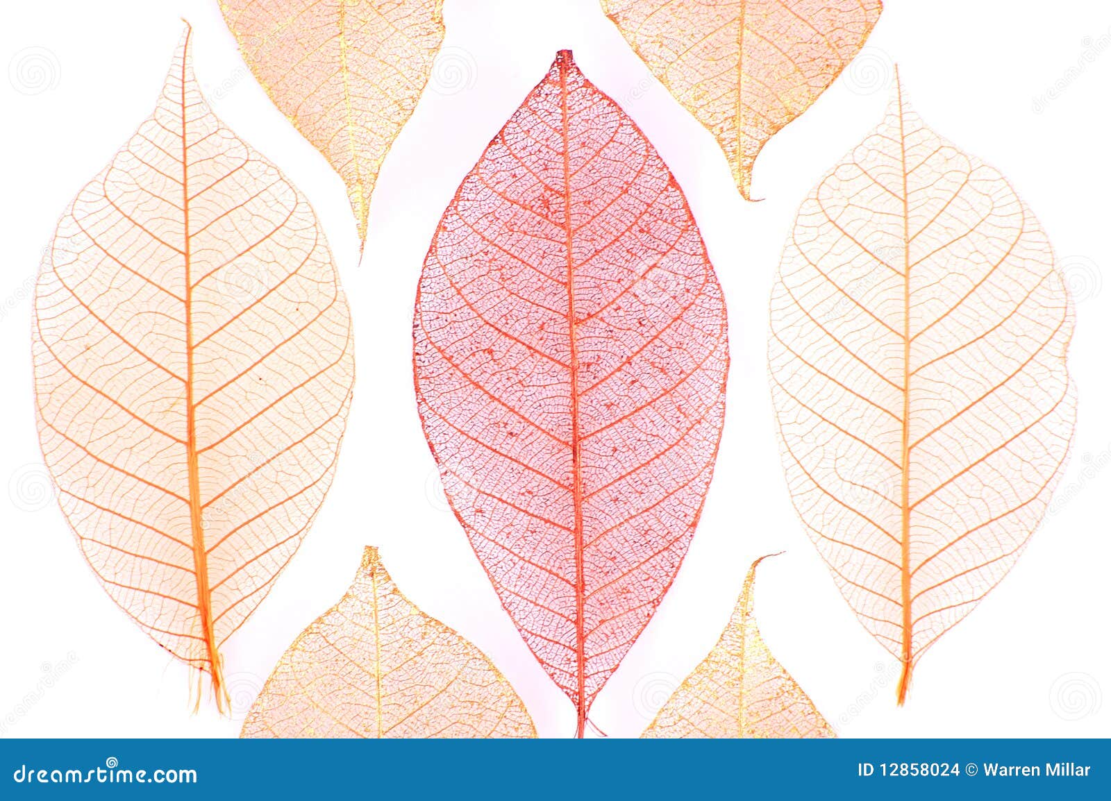 Leaves abstract stock illustration. Illustration of macro - 12858024