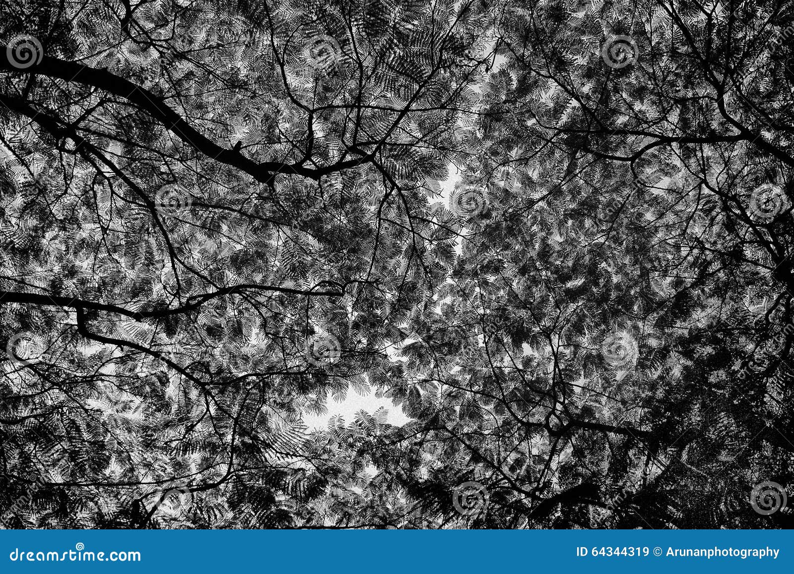 Leaves Abstract B/W stock image. Image of pattern, countless - 64344319