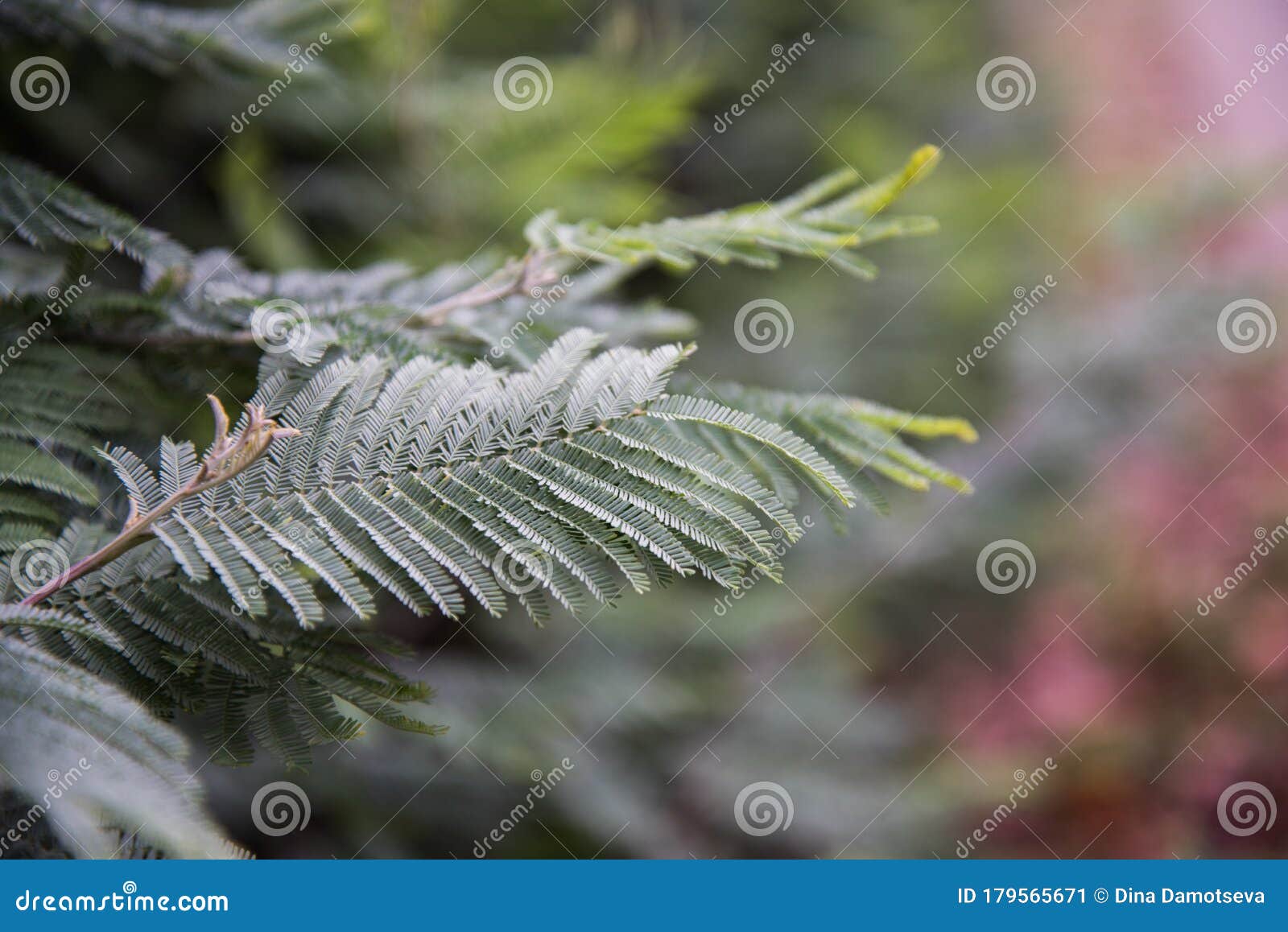 Leaves Of Acacia Corniger Close-up. A Tree With Very Small Leaves ...
