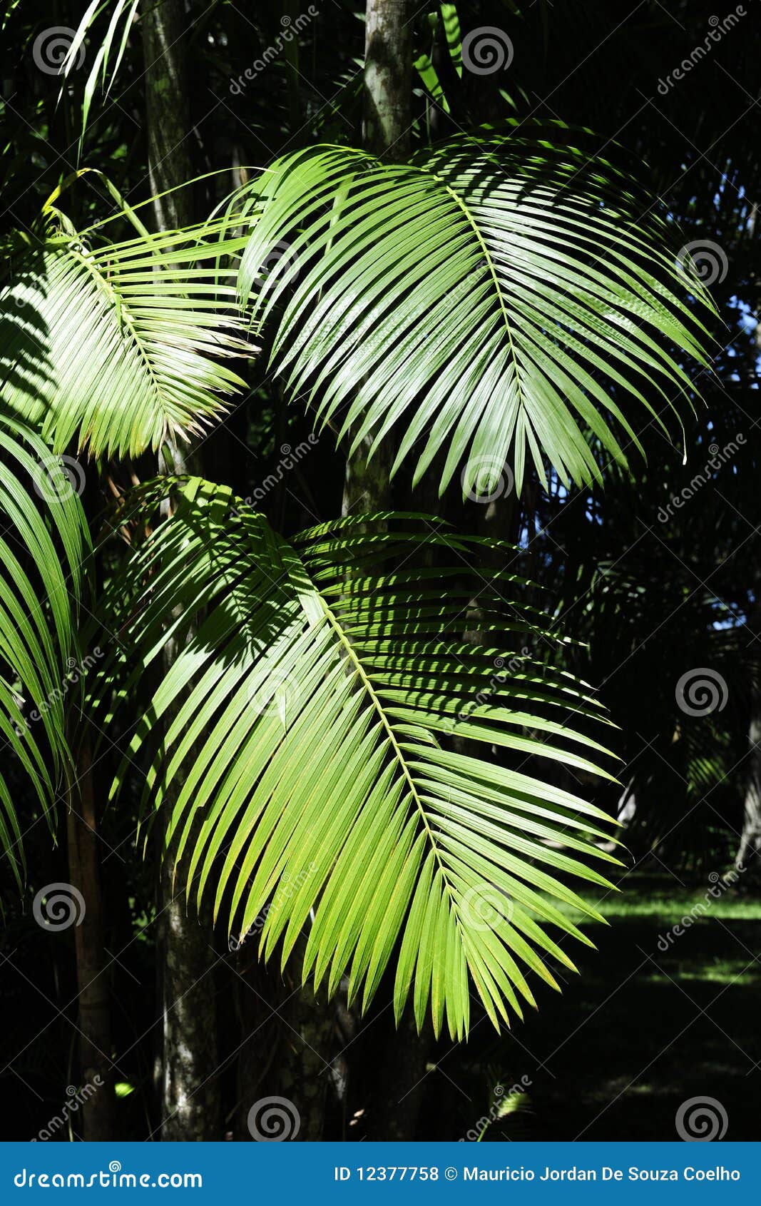 Leaves of the acai palm stock photo. Image of plant, foliage - 12377758