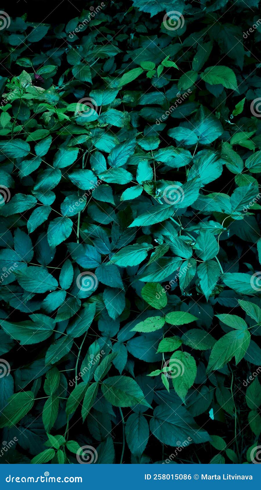 Leaves Aesthetics. Dark Green Emerald Leaves Stock Photo - Image of ...