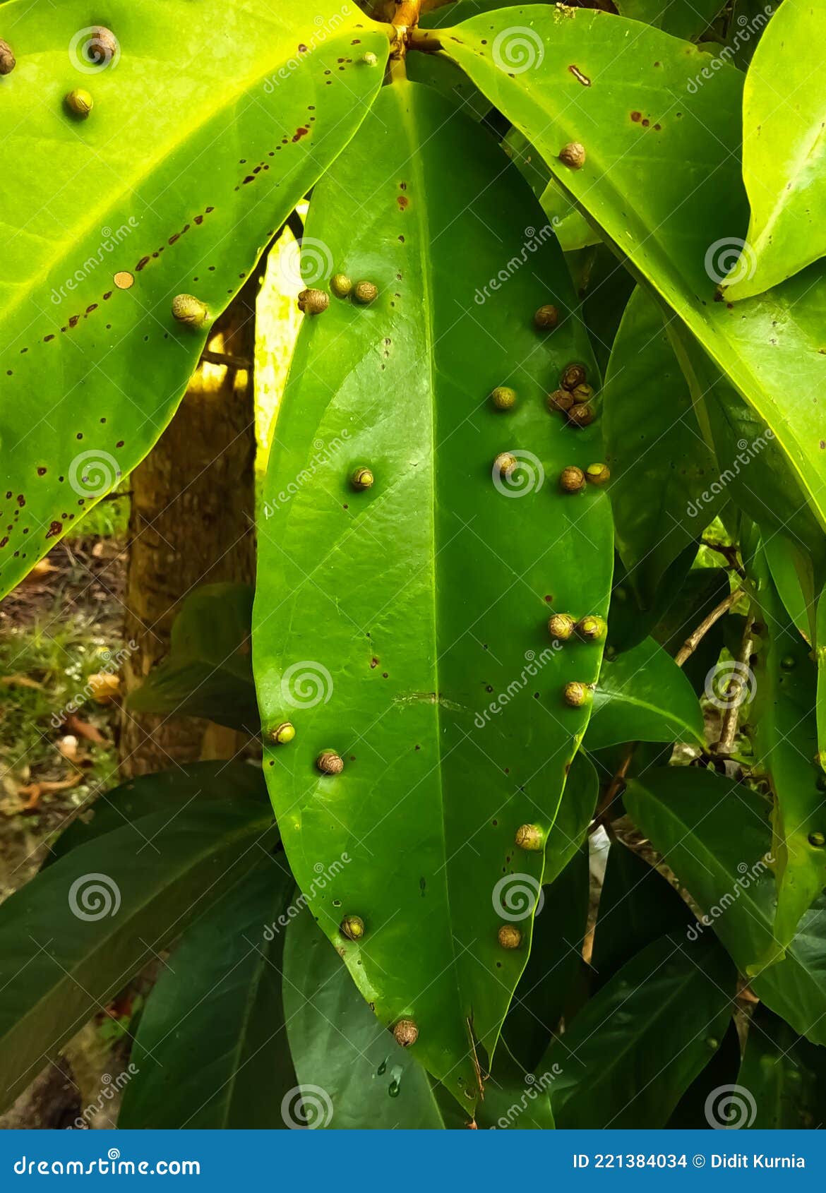 Leaf Galls Royalty-Free Stock Image | CartoonDealer.com #12107932