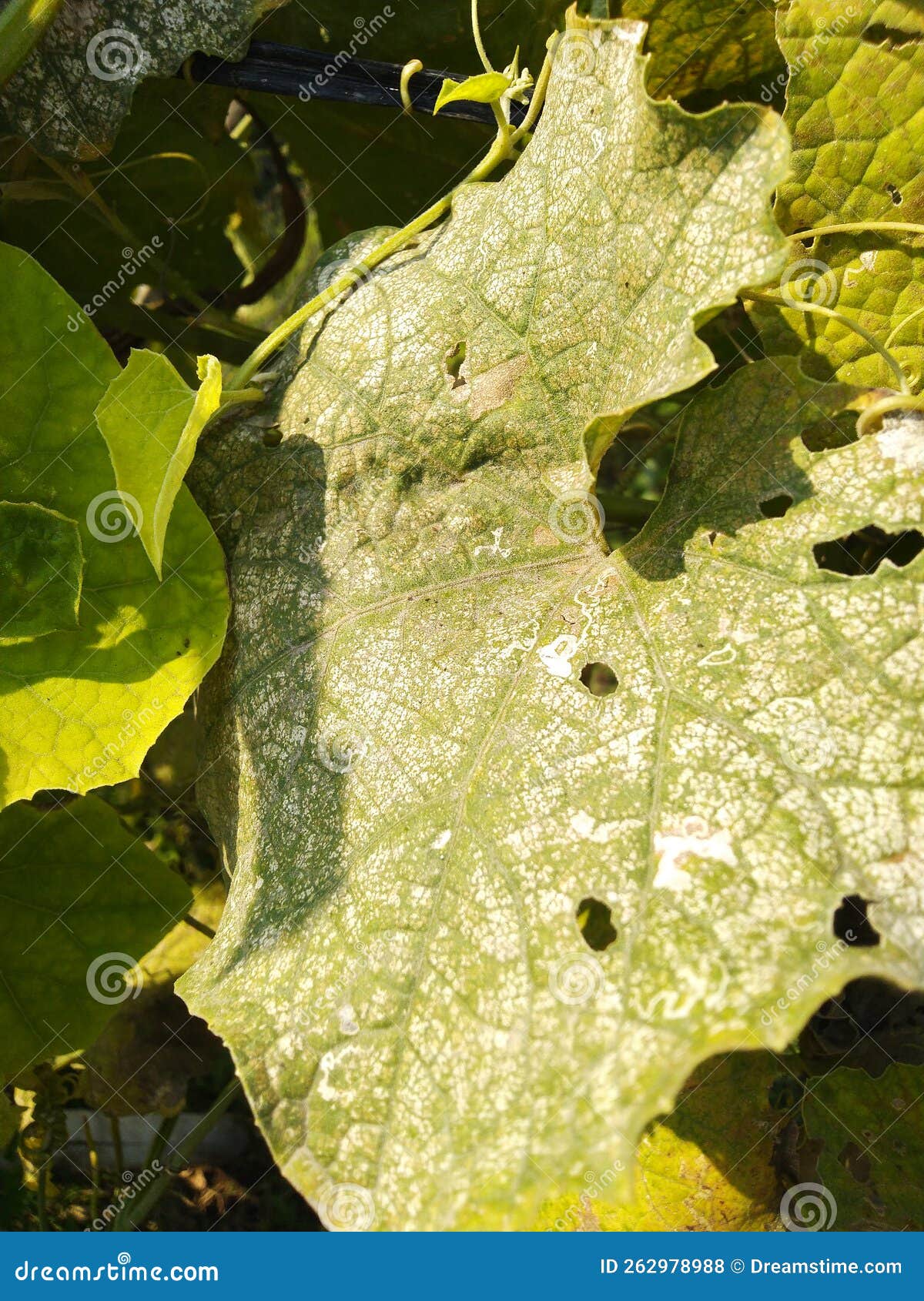 Leaves Affected by Mealy Bugs Stock Photo - Image of affected, leaving ...