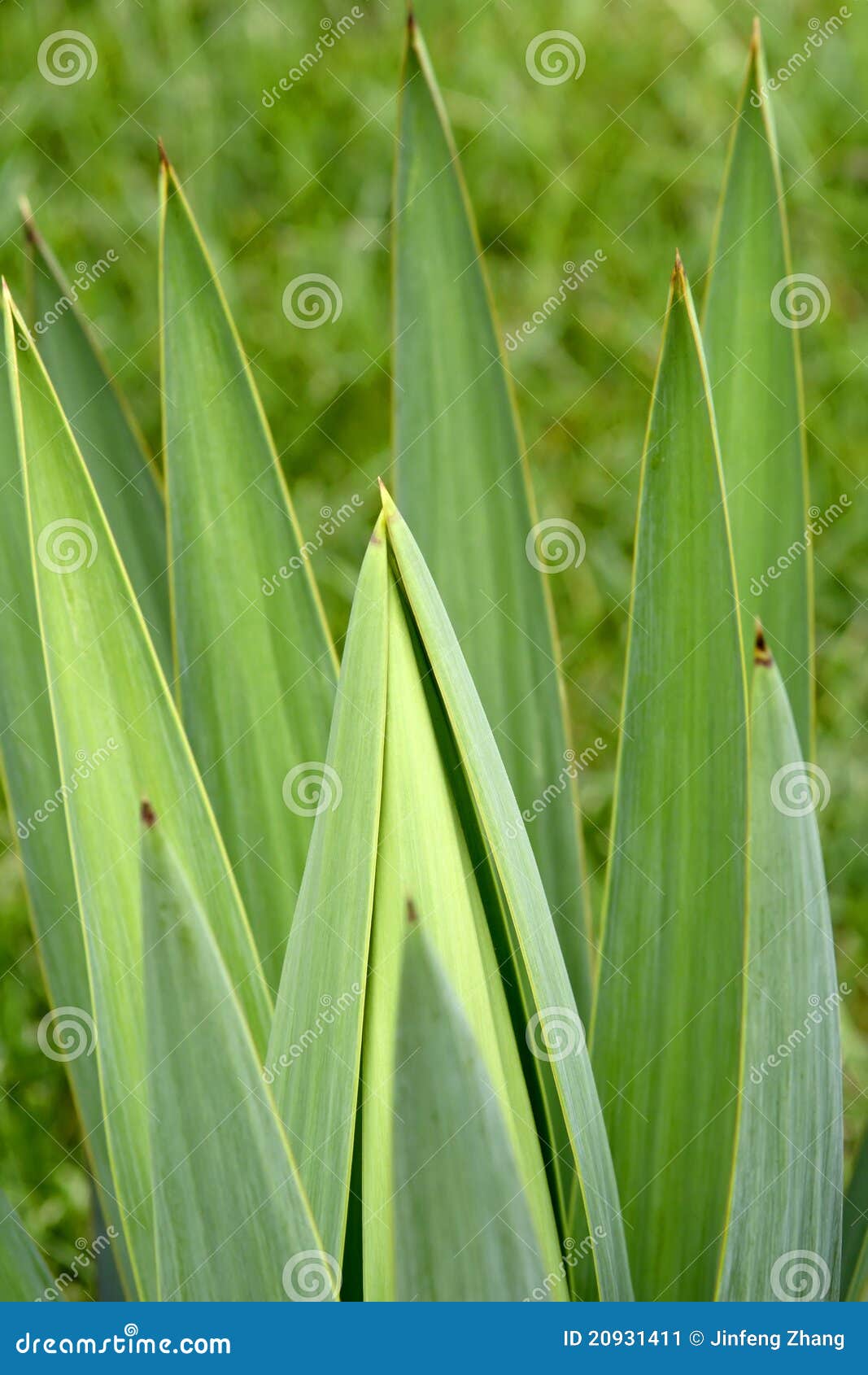 Leaves of agave stock image. Image of leaves, americana - 20931411