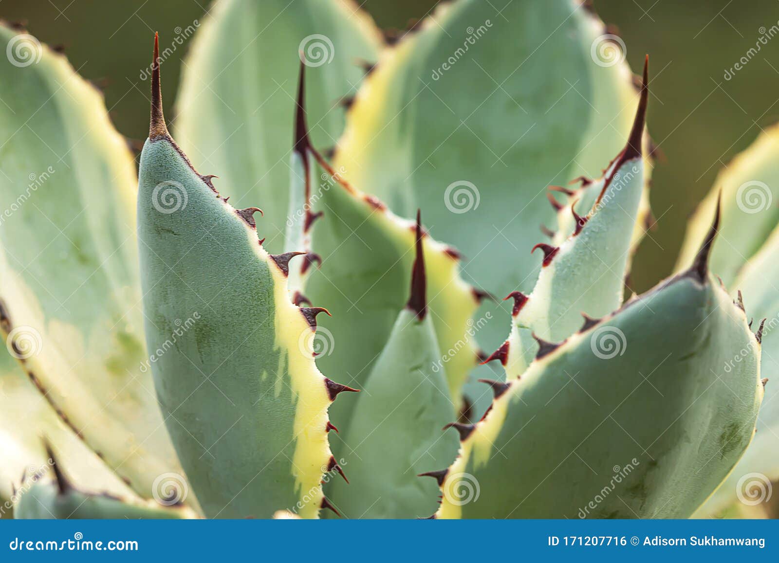 The Leaves of Agave are of Different Colors and Sharp Spines Stock ...