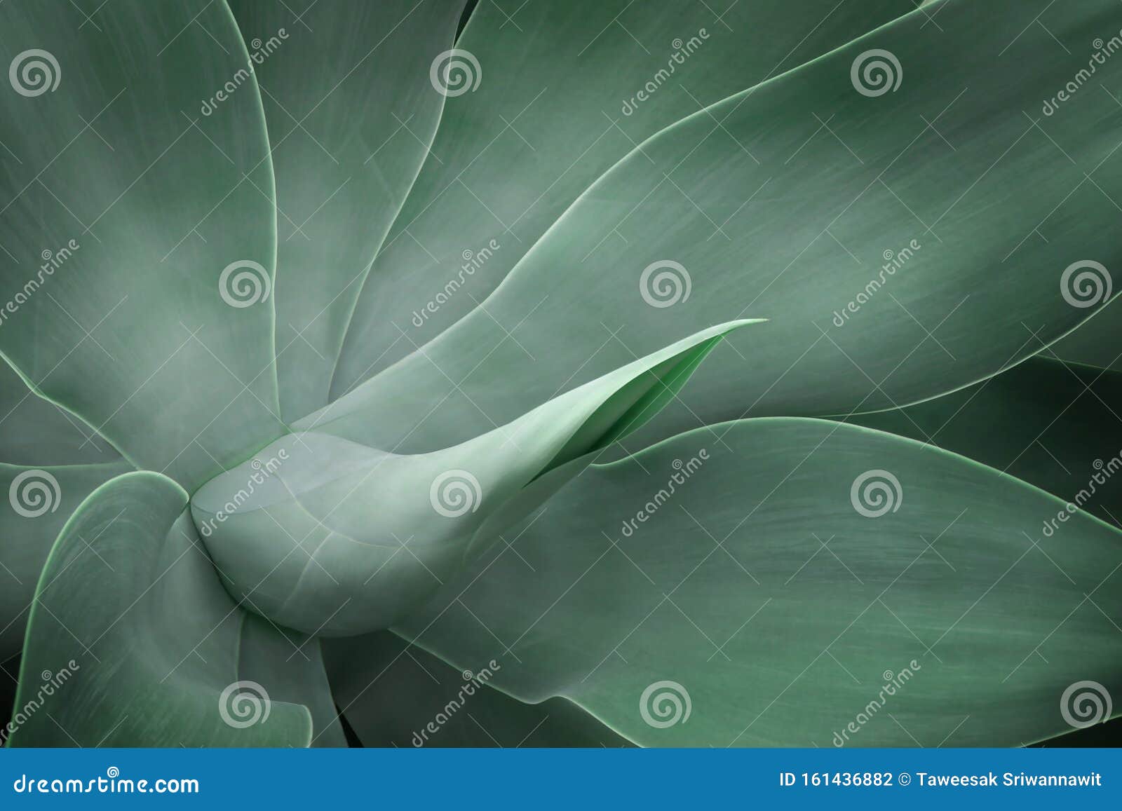 Leaves of Agave Plant As Abstract Natural Texture Background Stock ...