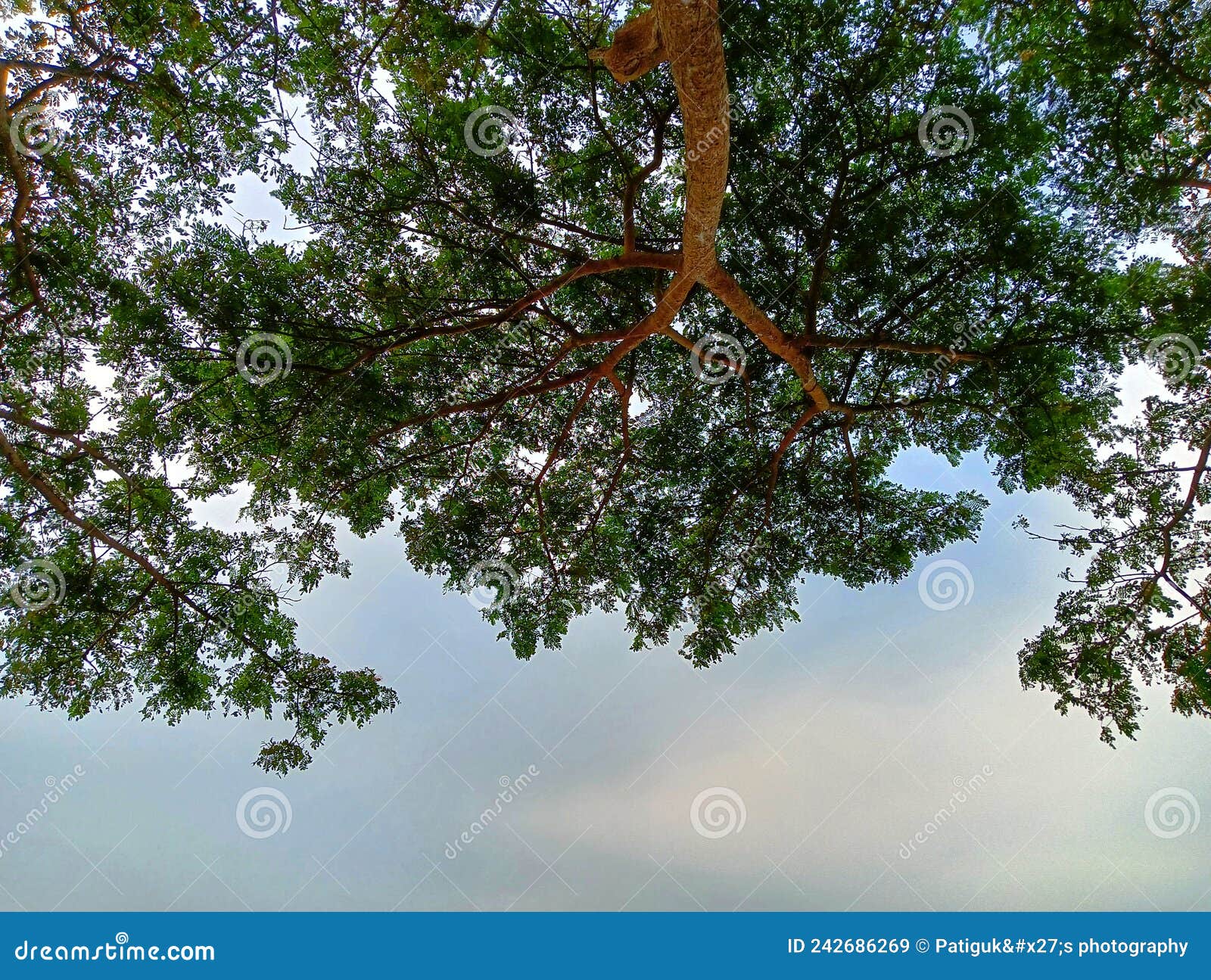 The Leaves of the Albasia Tree with a Very Subtle Texture and Blue ...