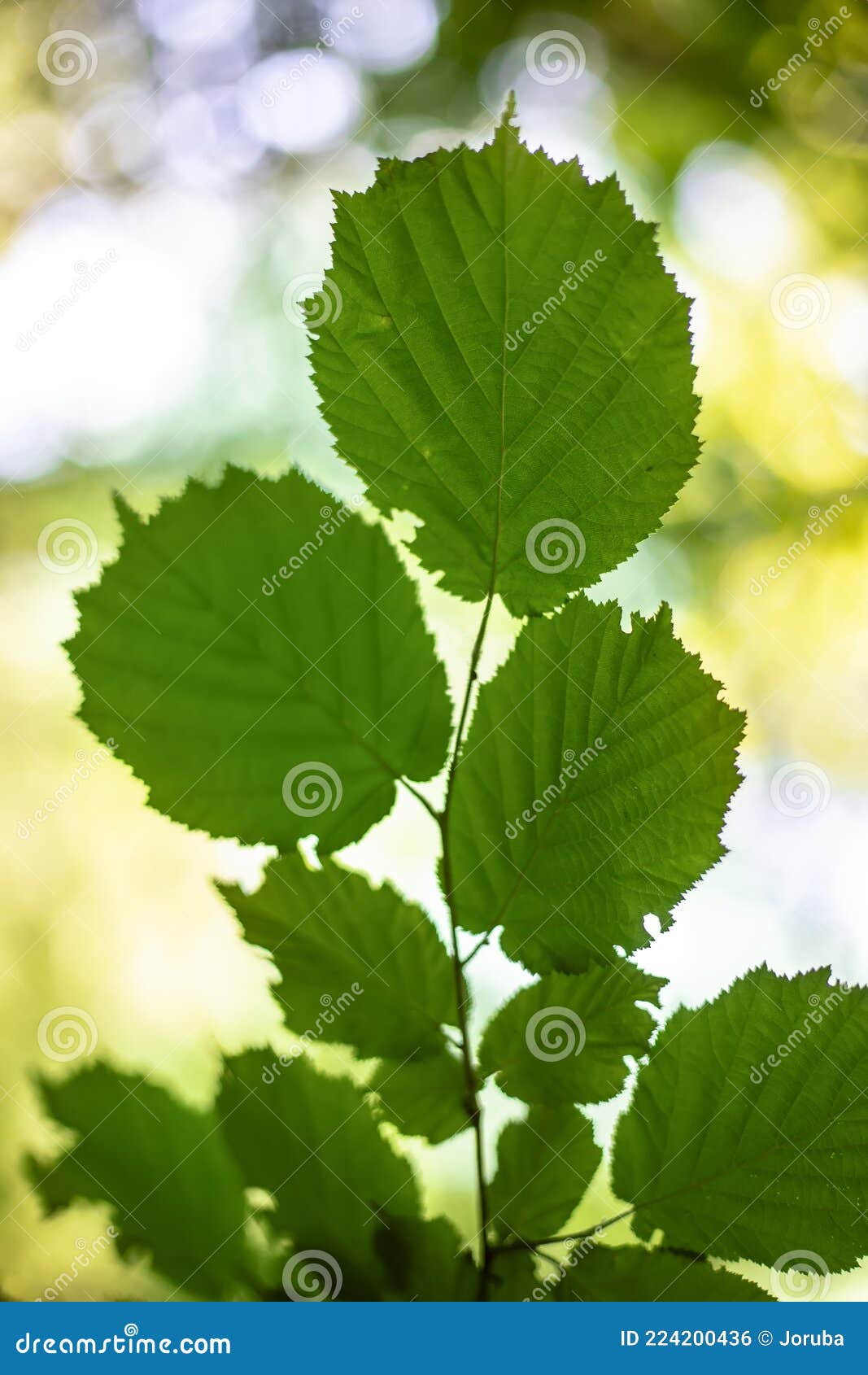 Leaves of alder tree stock photo. Image of macro, deciduous - 224200436
