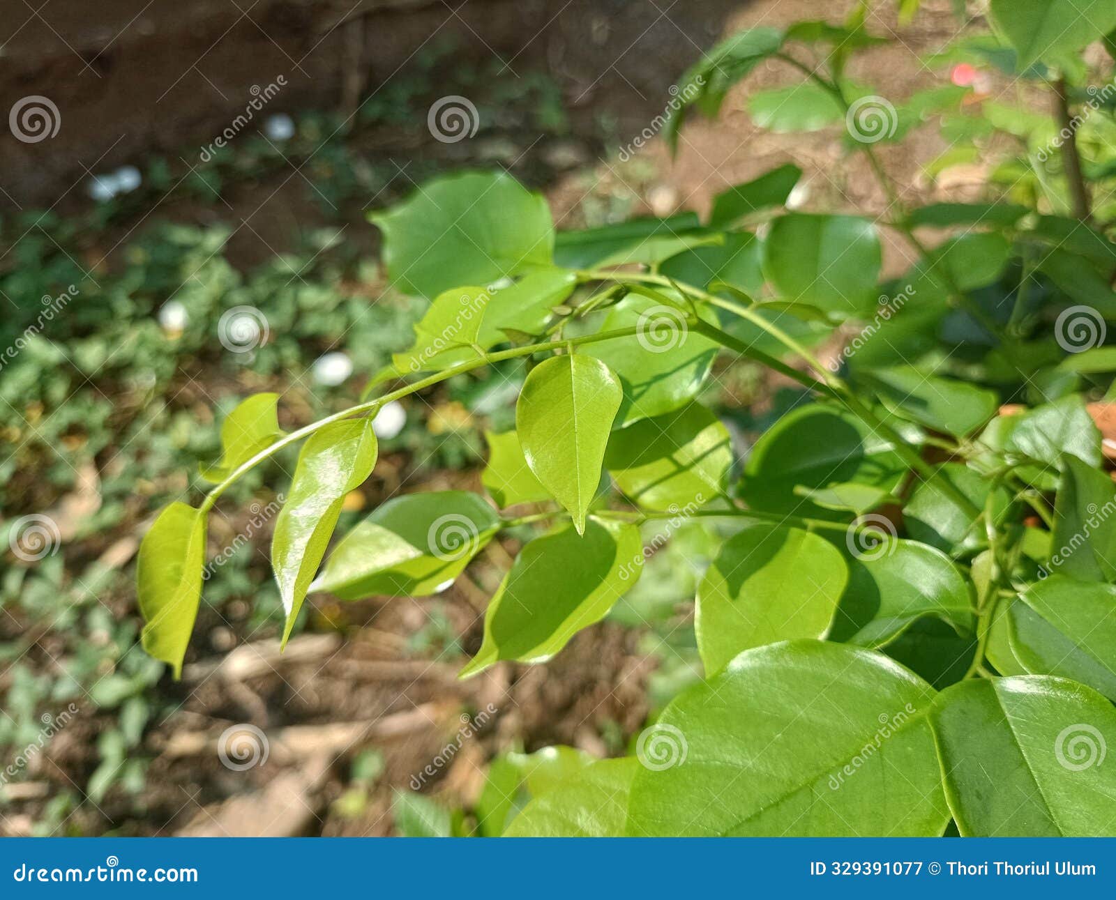 The Leaves of the Angsana Tree with the Latin Name Pterocarpus Indicus ...