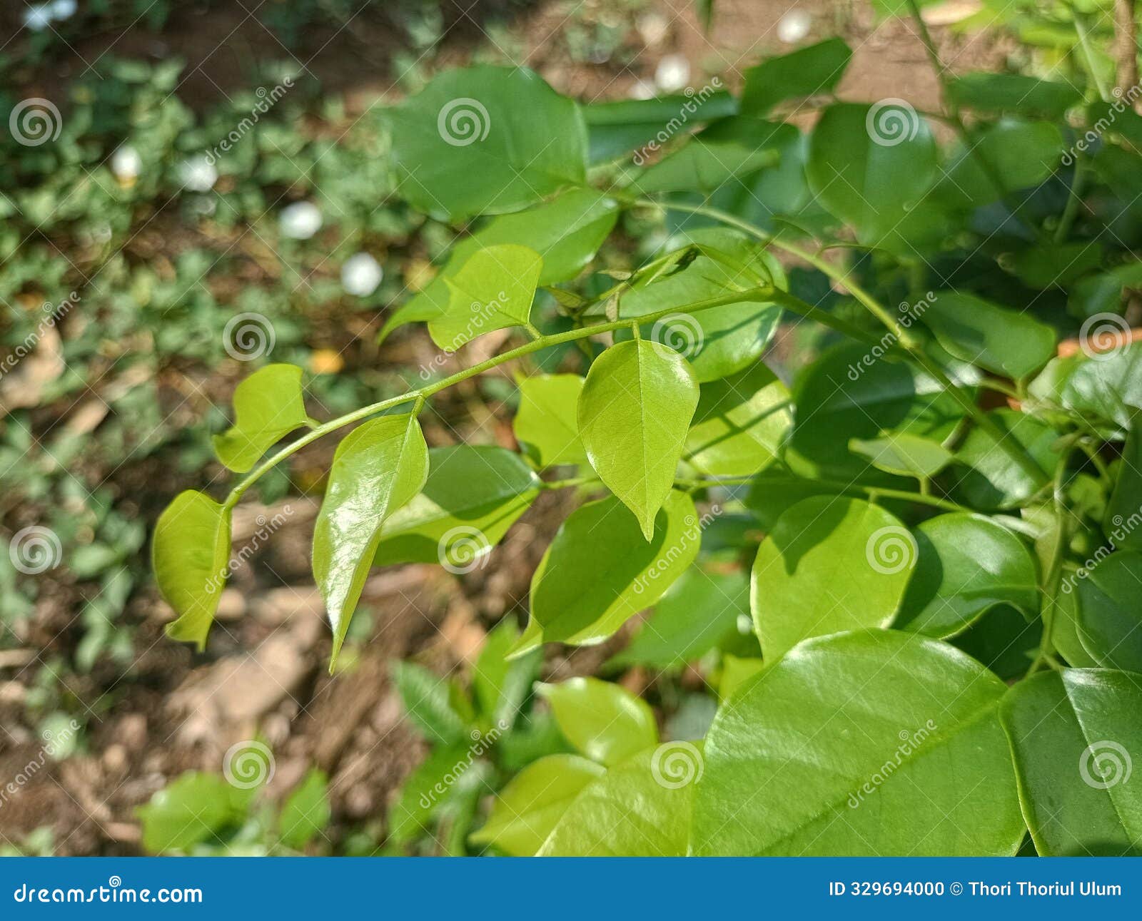 The Leaves of the Angsana Tree with the Scientific Name Pterocarpus ...
