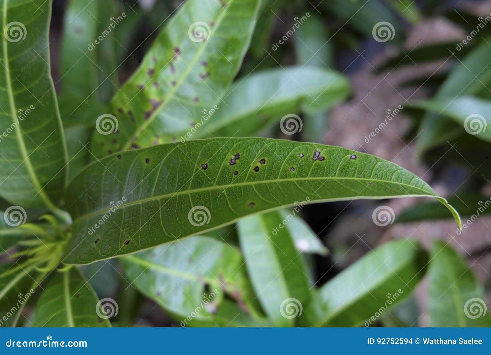 236 Mango Fruit Disease Photos - Free & Royalty-Free Stock Photos from ...