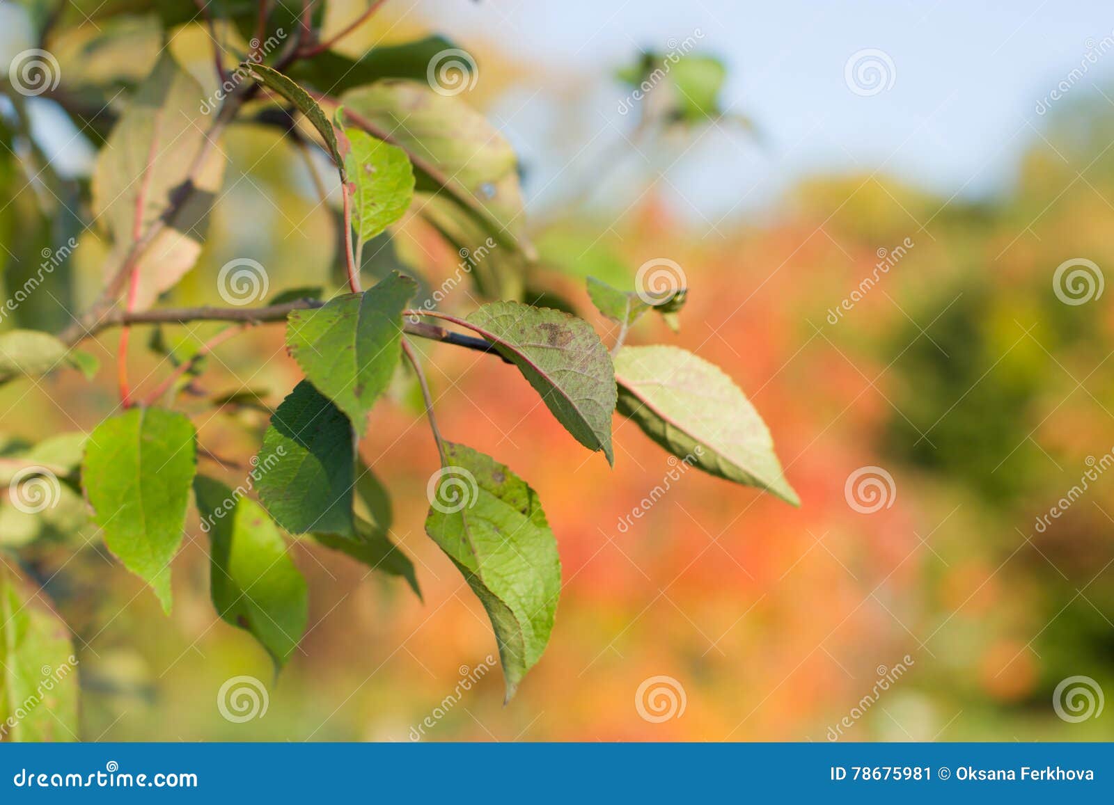 The Leaves of Apple Trees in the Fall. Stock Image - Image of pattern ...